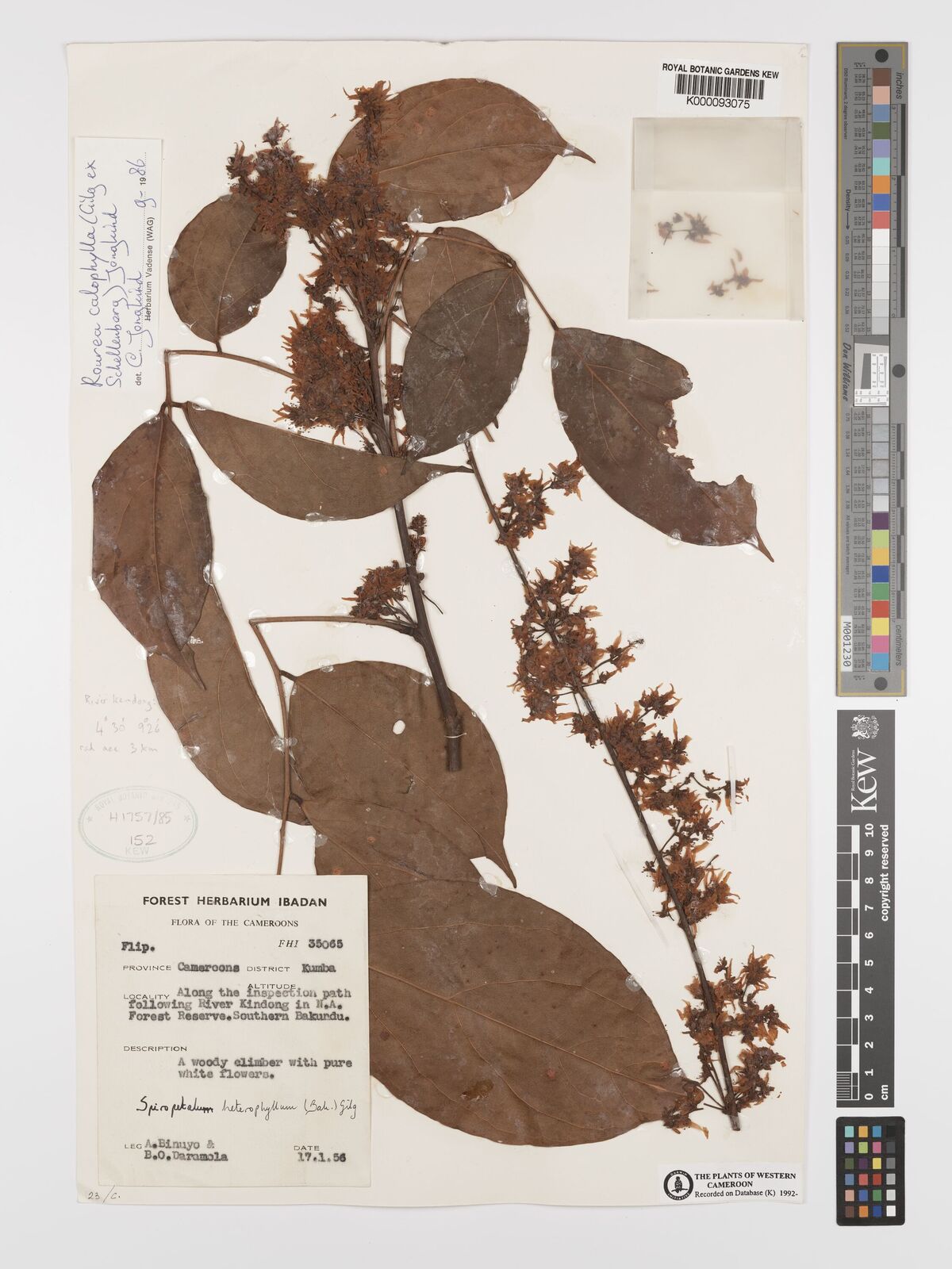 Rourea calophylla (Gilg ex G.Schellenb.) Jongkind | Plants of the World ...