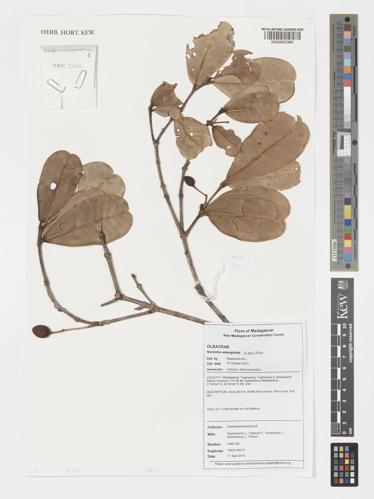 Noronhia emarginata (Lam.) Poir. | Plants of the World Online | Kew Science