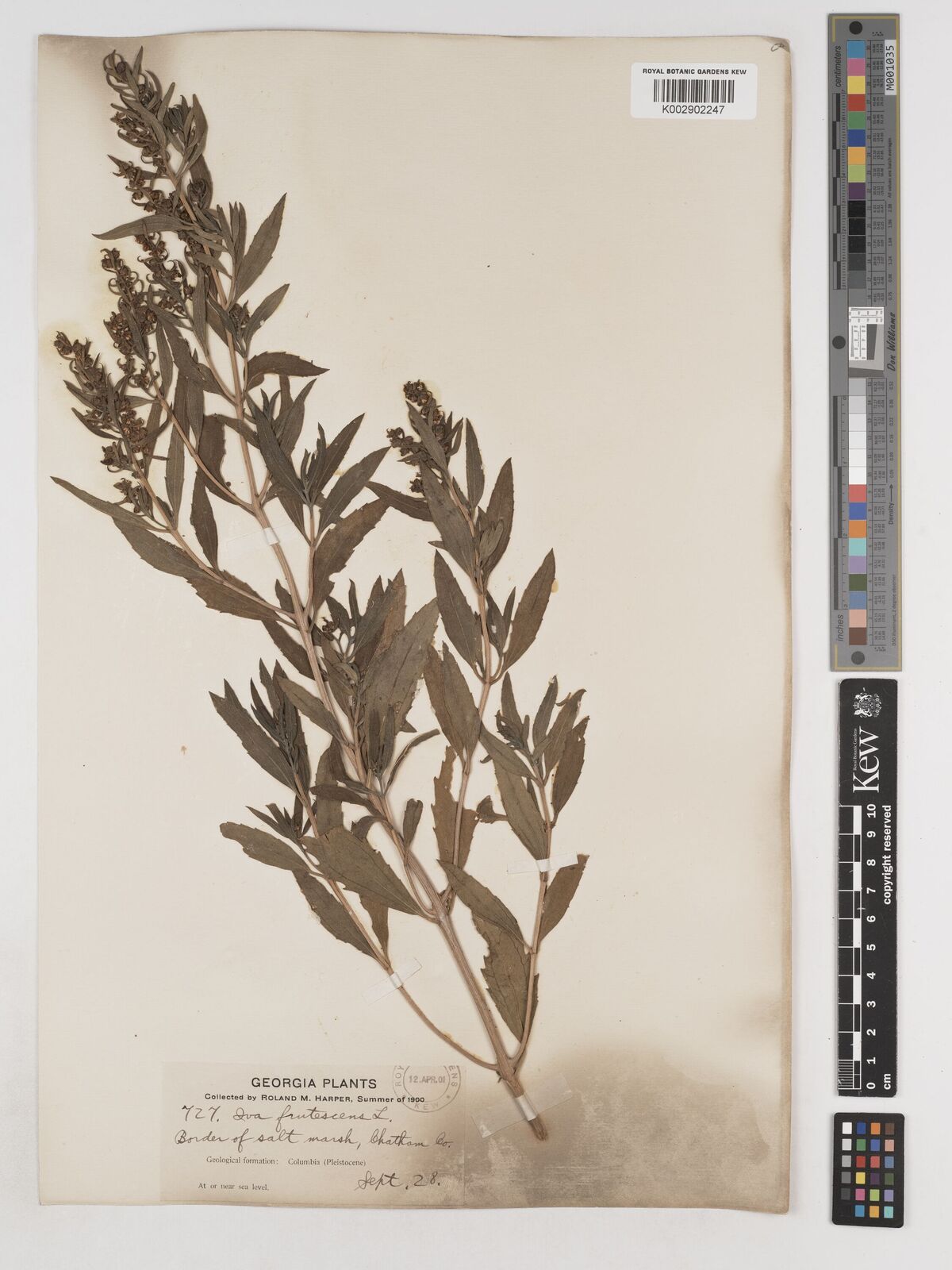 Iva frutescens L. | Plants of the World Online | Kew Science