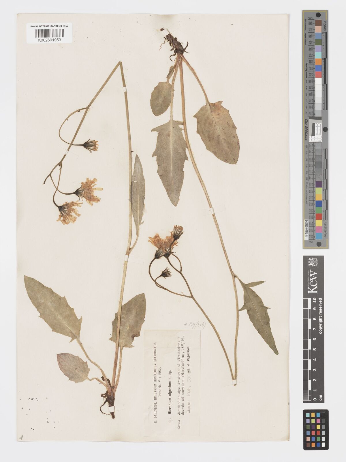 Hieracium signatum (Dahlst. ex Zahn) Dahlst. ex Johanss. | Plants of ...