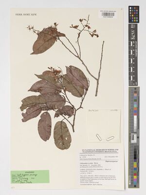 Marquesia excelsa R.E.Fr. | Plants of the World Online | Kew Science