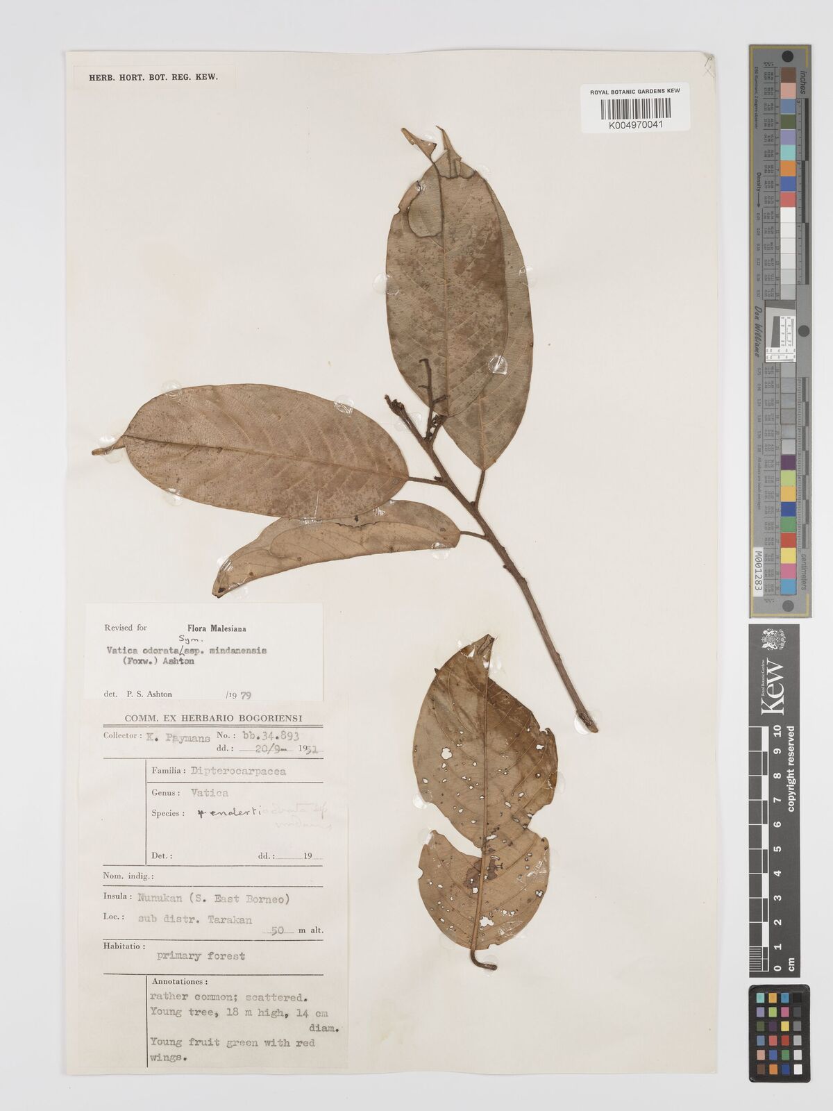 Vatica odorata subsp. mindanensis (Foxw.) P.S.Ashton | Plants of the ...