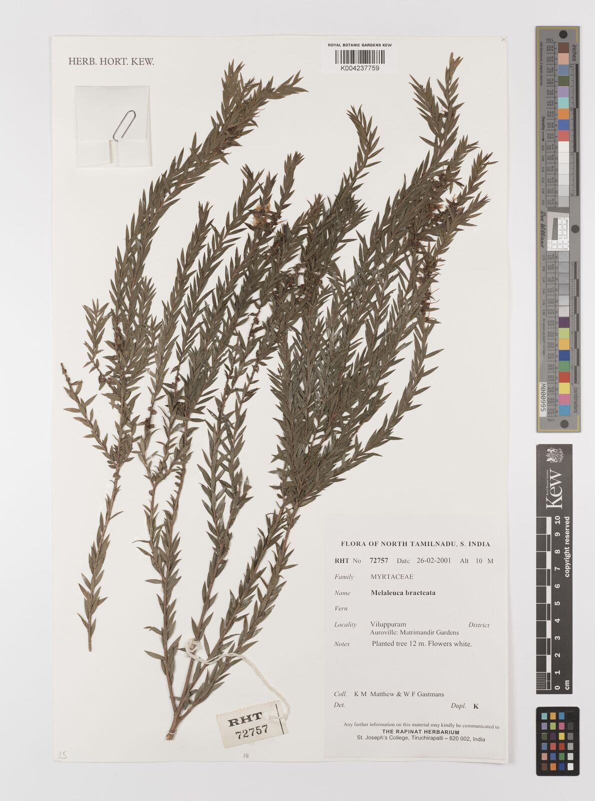 Melaleuca bracteata F.Muell. | Plants of the World Online | Kew Science