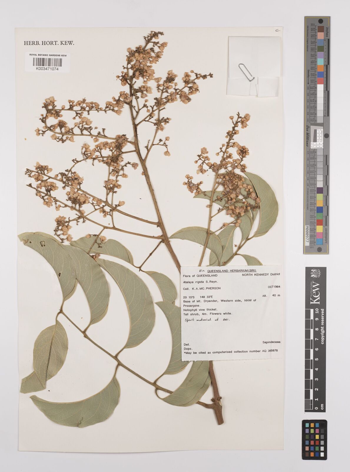 Atalaya rigida S.T.Reynolds | Plants of the World Online | Kew Science