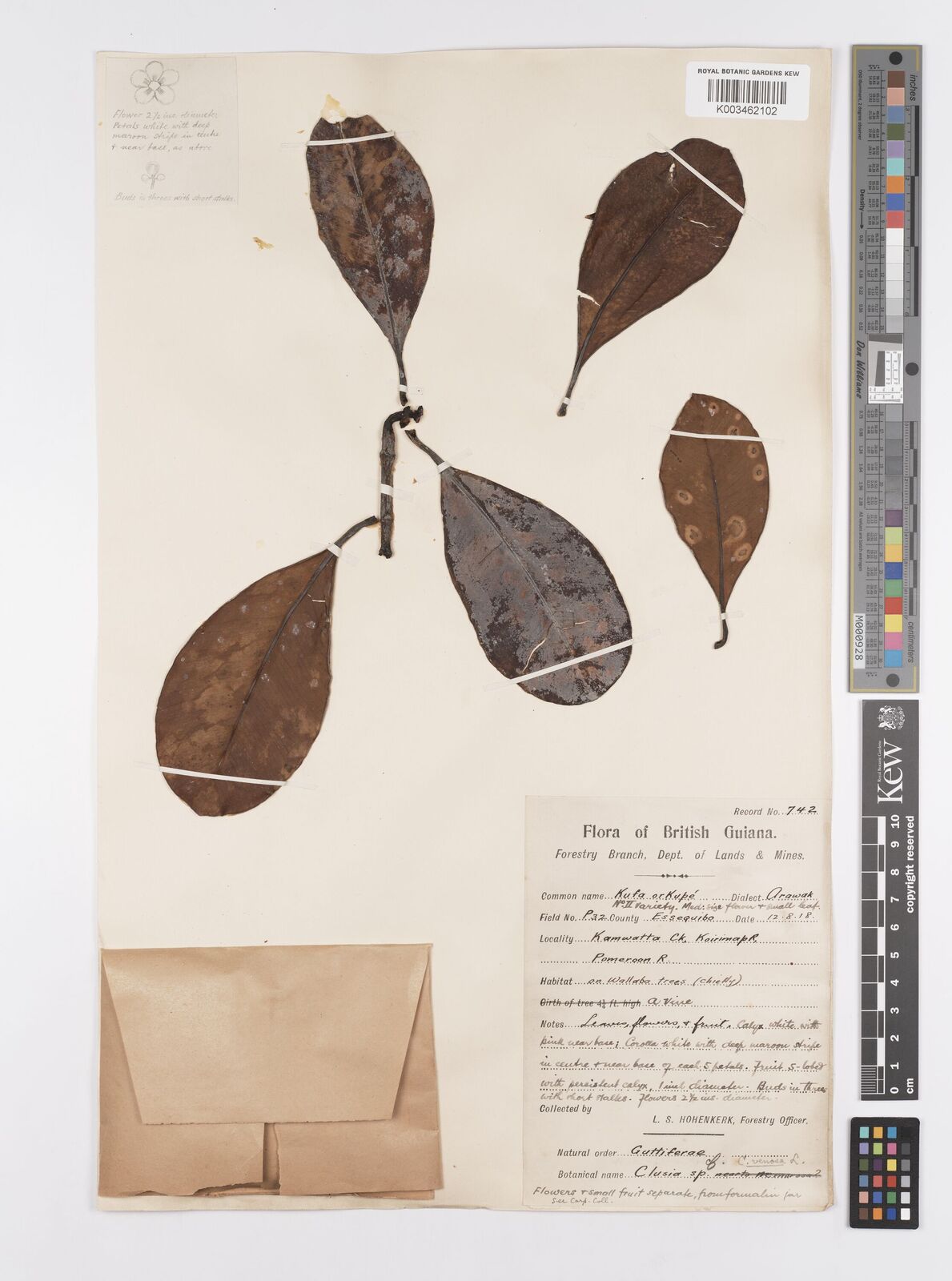 Clusia minor L. | Plants of the World Online | Kew Science