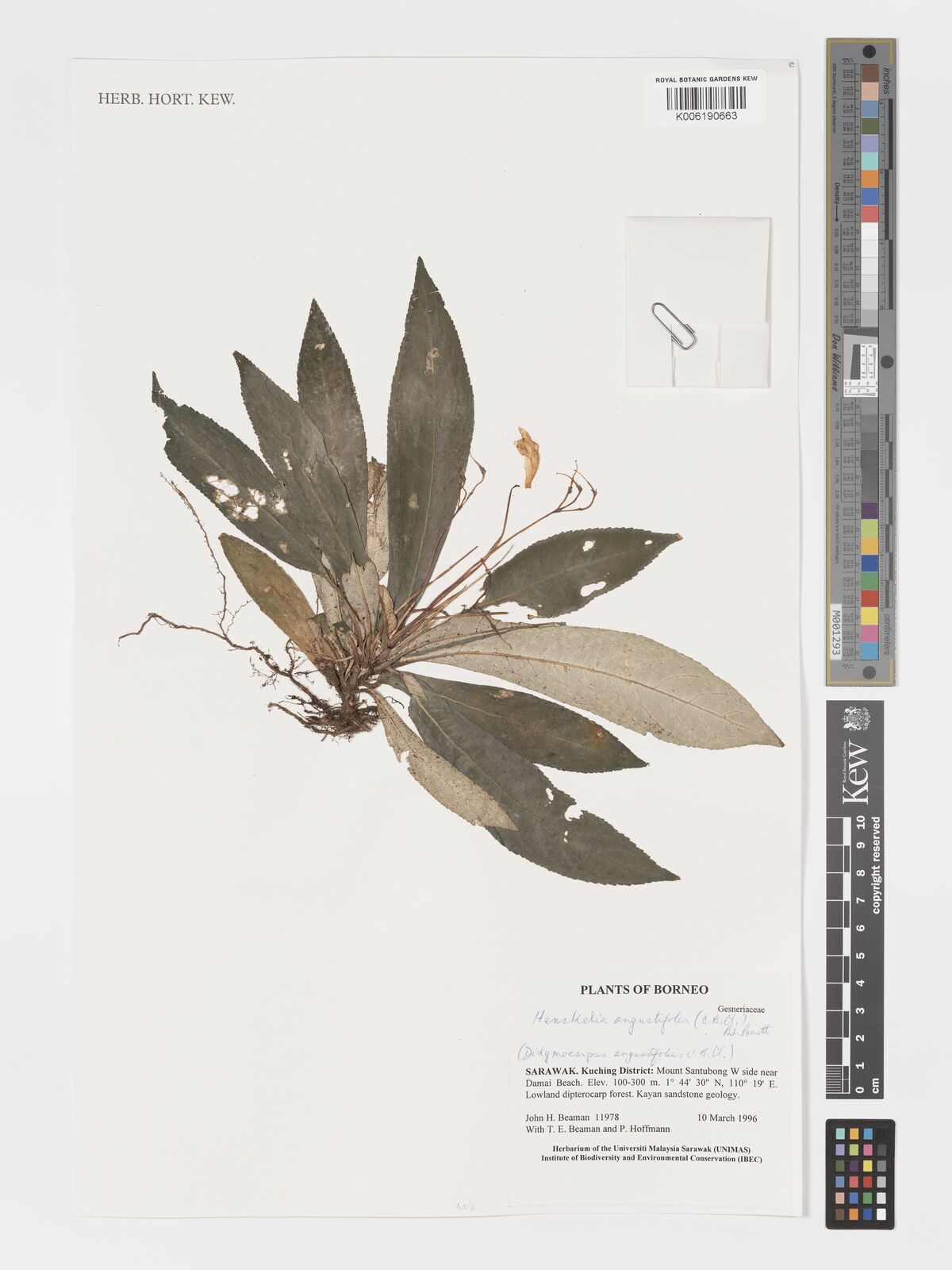 Codonoboea angustifolia (C.B.Clarke) A.Weber | Plants of the World ...