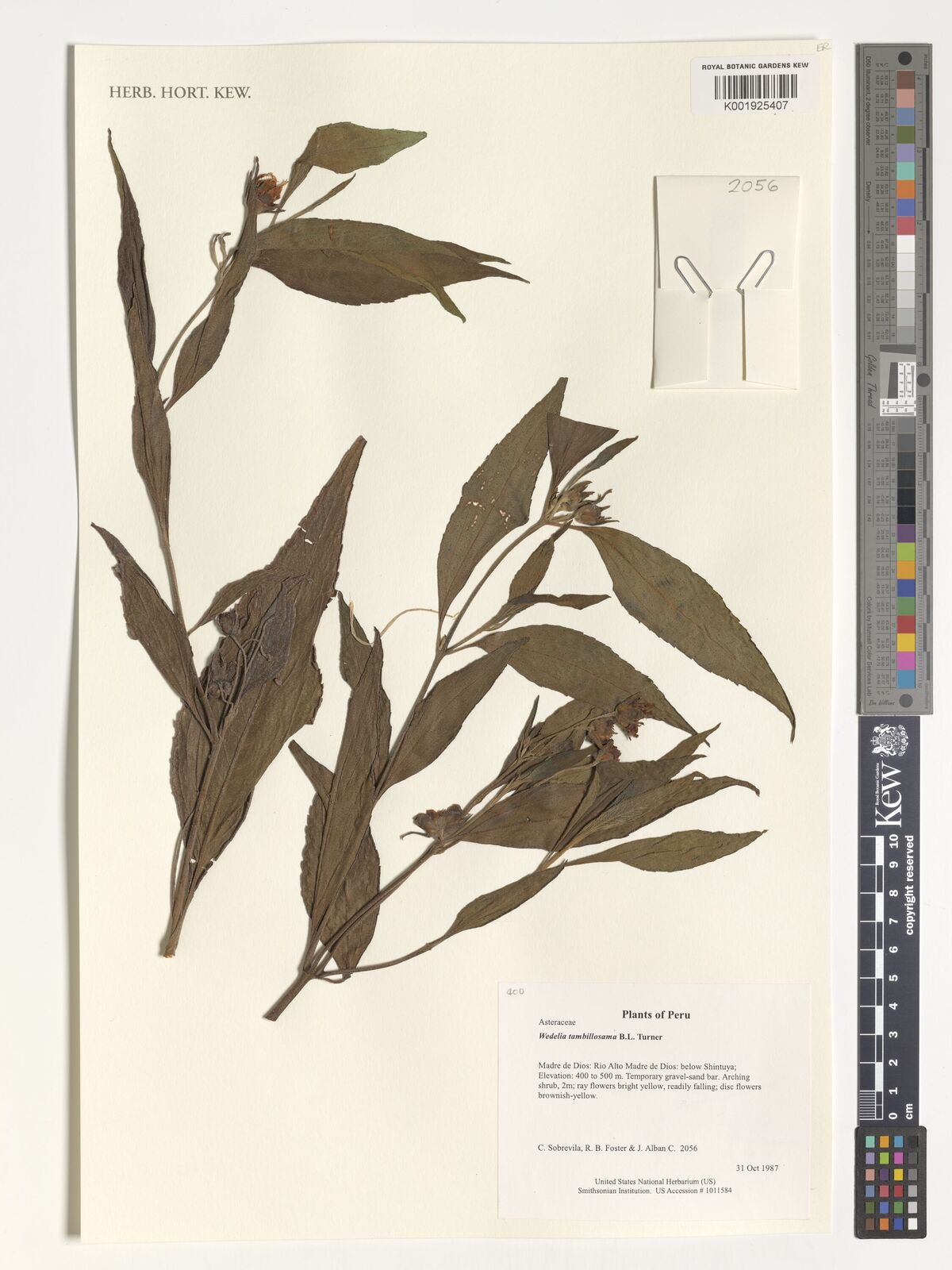 Wedelia tambilloana B.L.Turner | Plants of the World Online | Kew Science