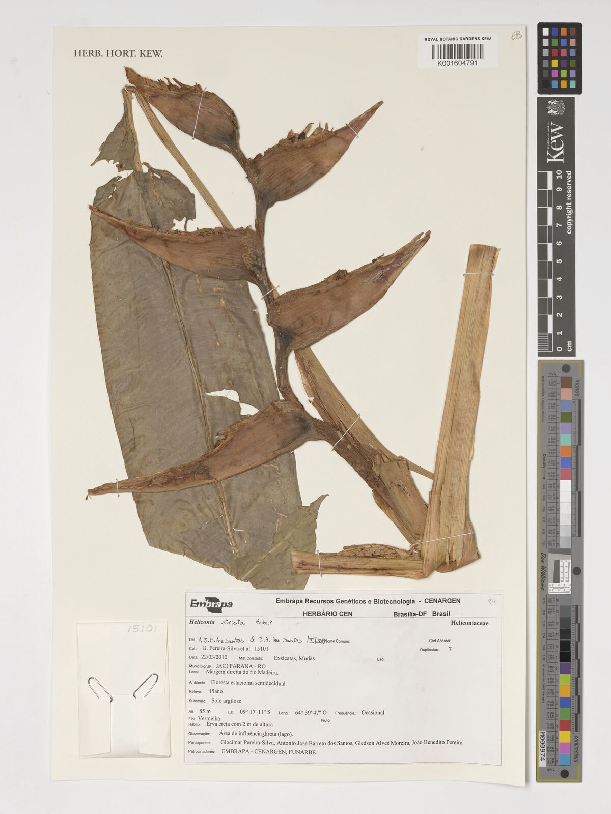 Heliconia stricta Huber | Plants of the World Online | Kew Science