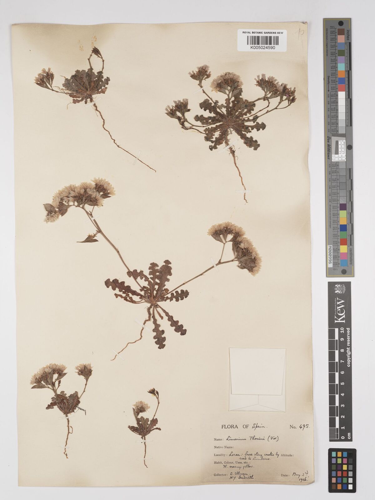 Limonium lobatum (L.f.) Chaz. | Plants of the World Online | Kew Science