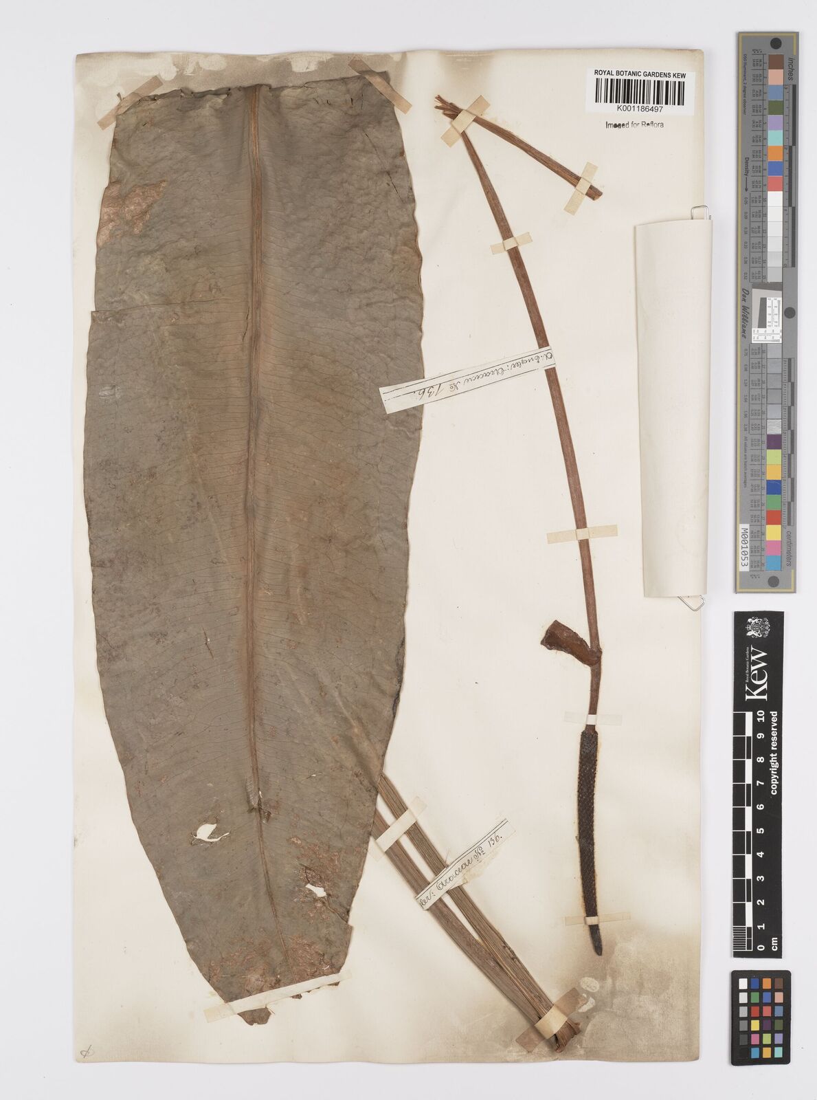 Anthurium geitnerianum A.Regel | Plants of the World Online | Kew Science