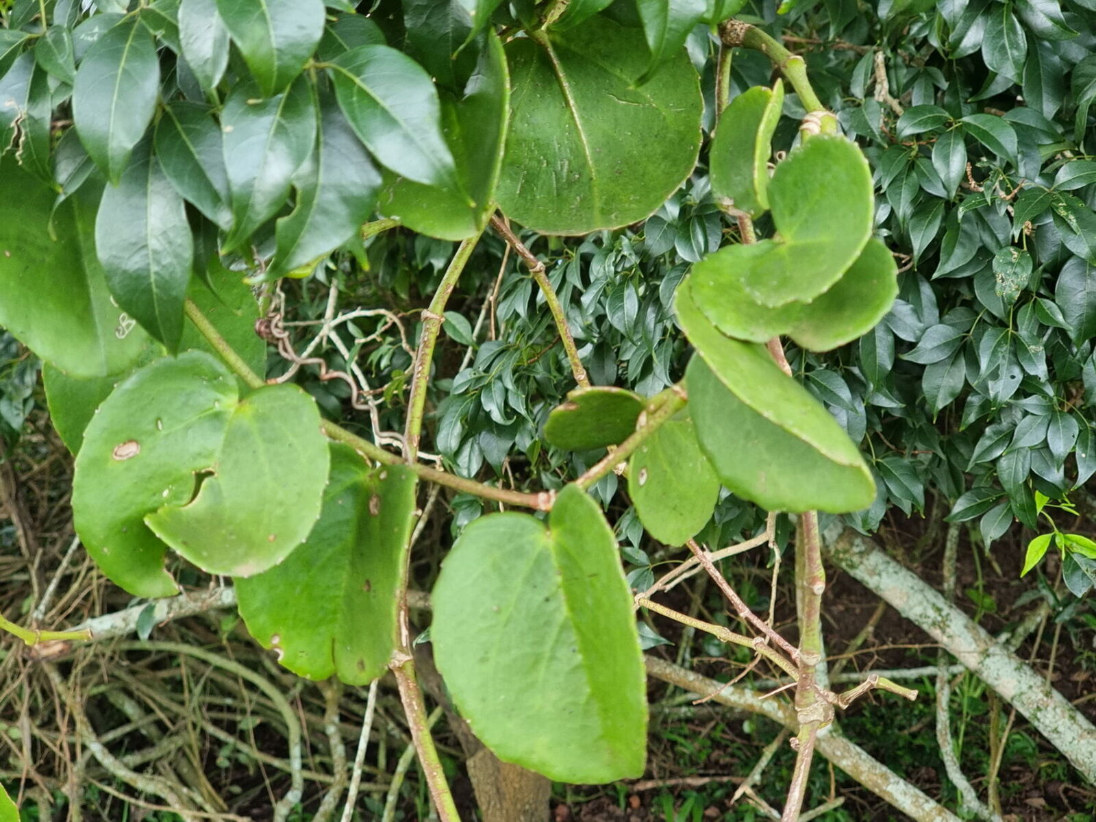 Cissus rotundifolia Lam. | Plants of the World Online | Kew Science
