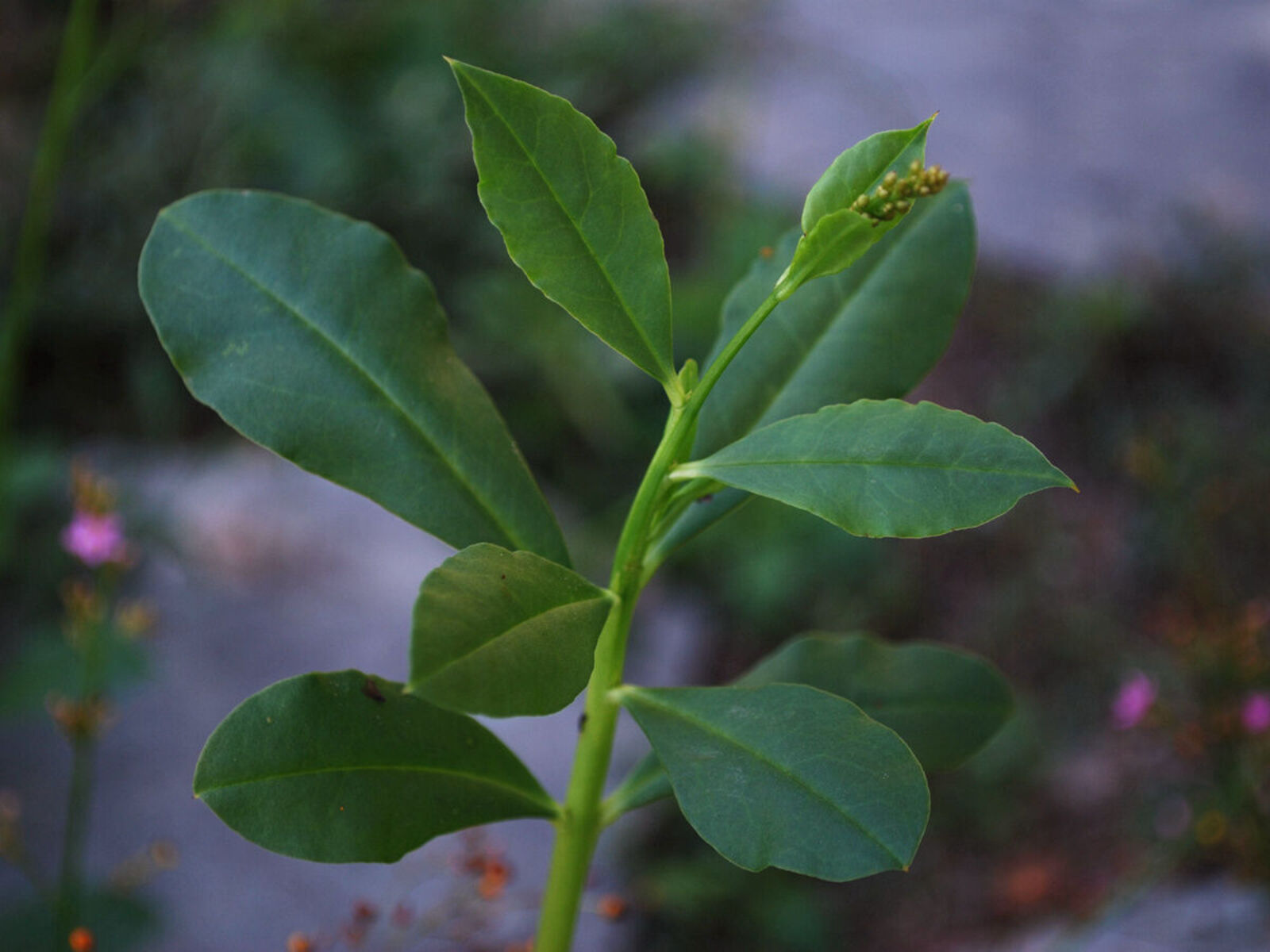Talinum paniculatum (Jacq.) Gaertn. | Plants of the World Online | Kew ...