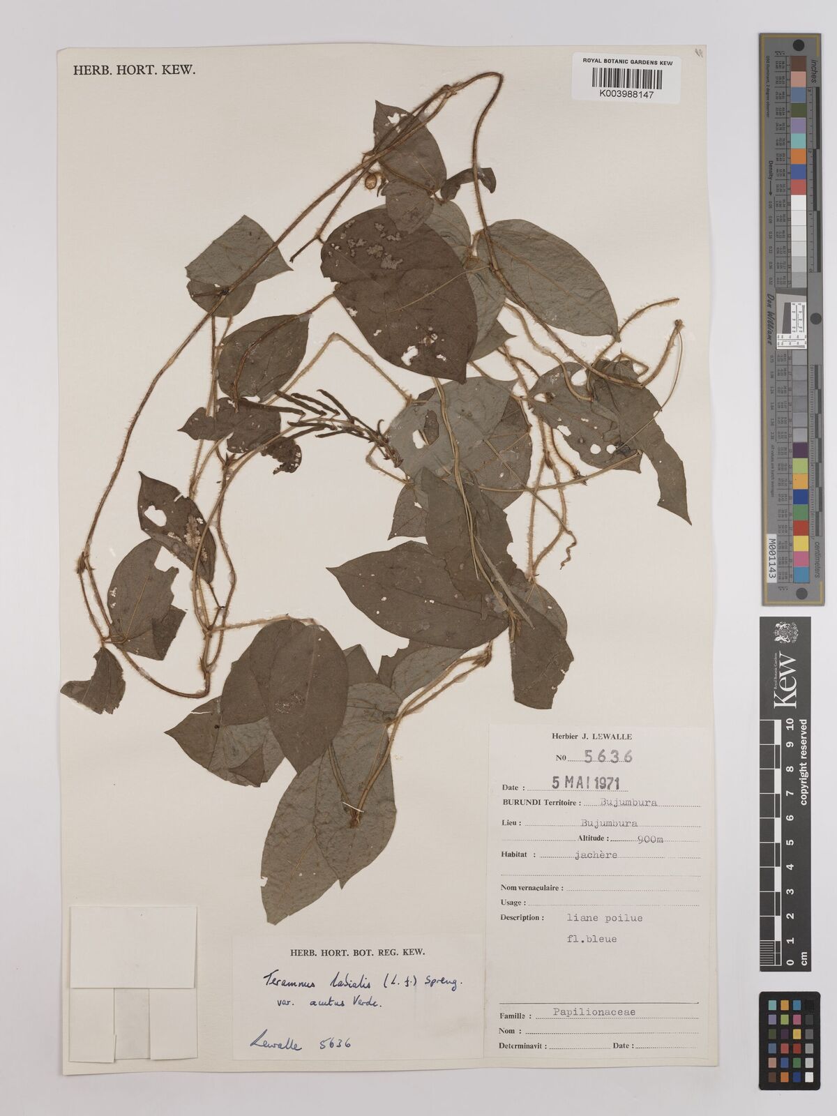 Teramnus labialis var. acutus Verdc. | Plants of the World Online | Kew ...