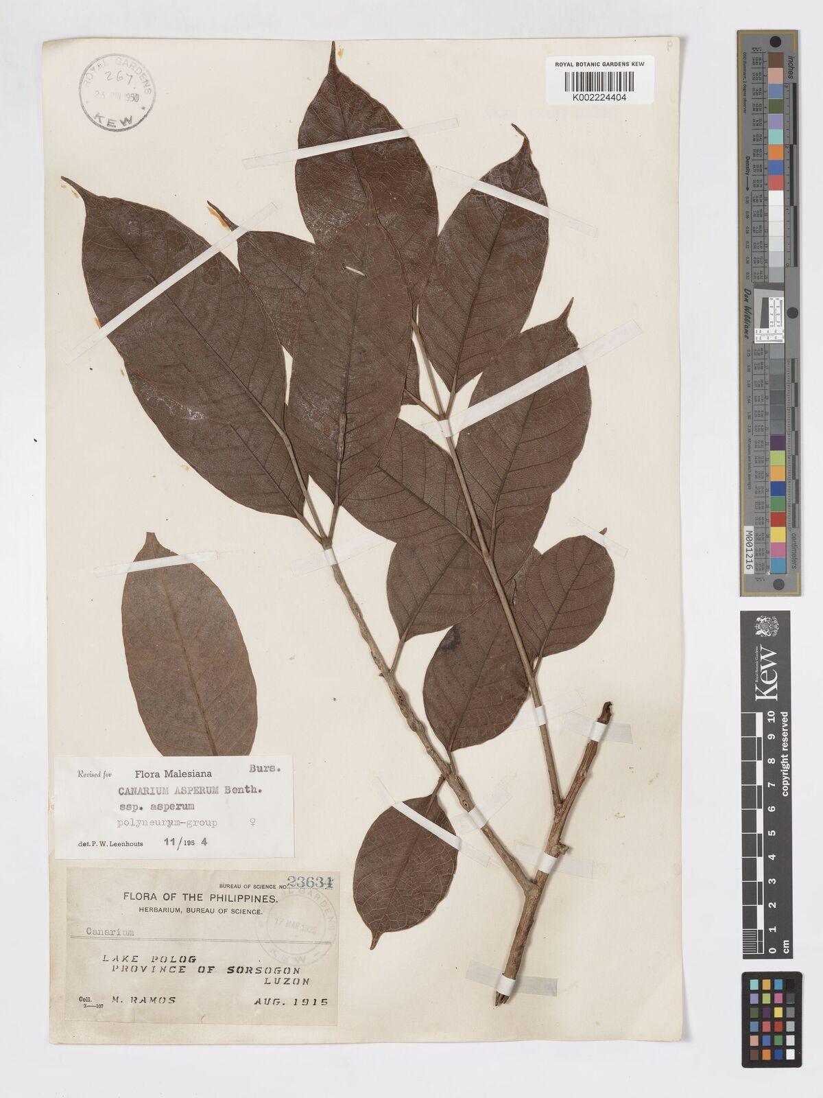 Canarium asperum subsp. asperum | Plants of the World Online | Kew Science