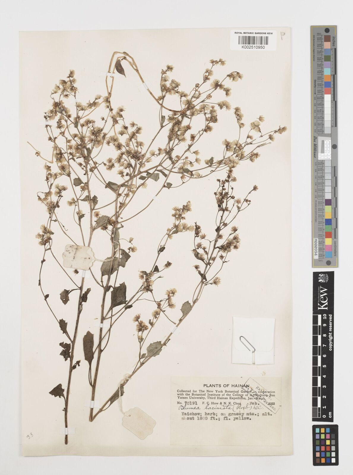 Blumea napifolia DC. | Plants of the World Online | Kew Science