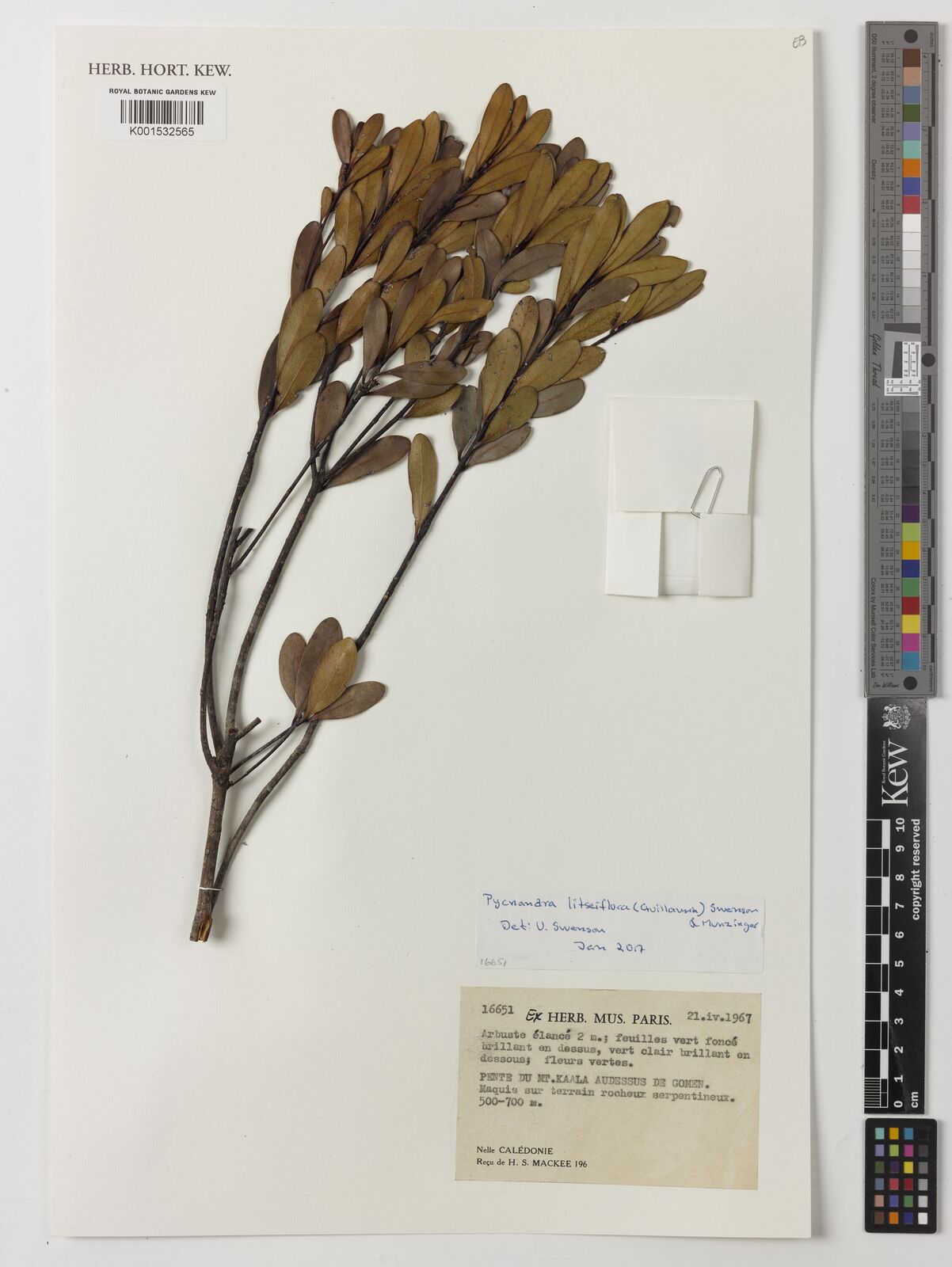 Pycnandra litseiflora (Guillaumin) Swenson & Munzinger | Plants of the ...