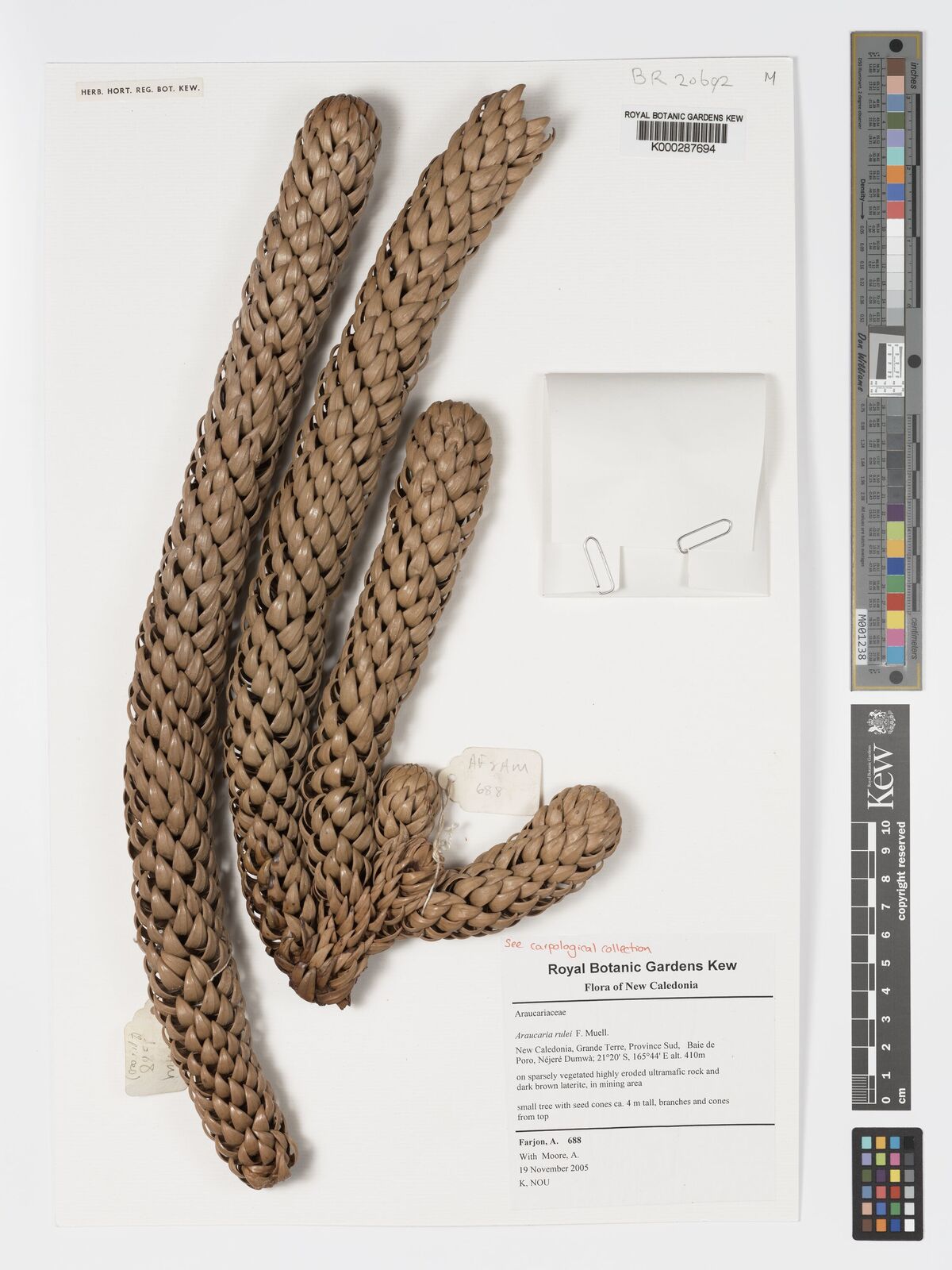 Araucaria rulei F.Muell. | Plants of the World Online | Kew Science