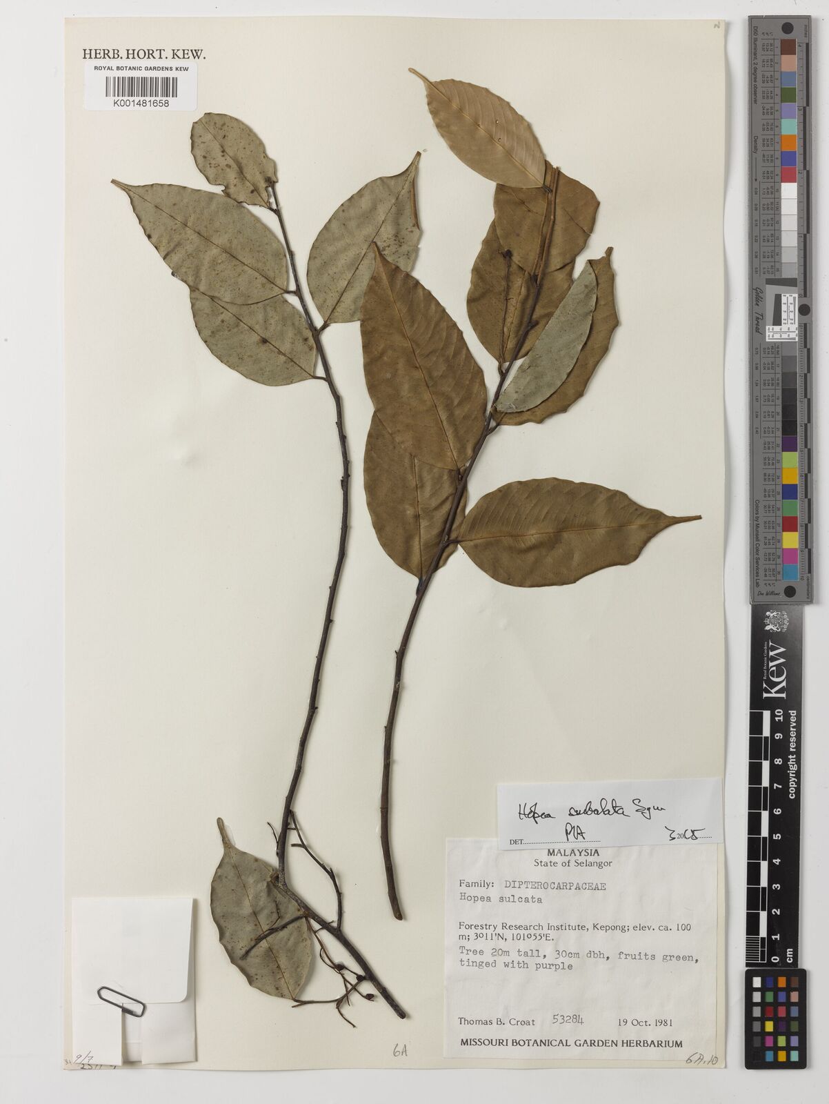 Hopea subalata Symington | Plants of the World Online | Kew Science