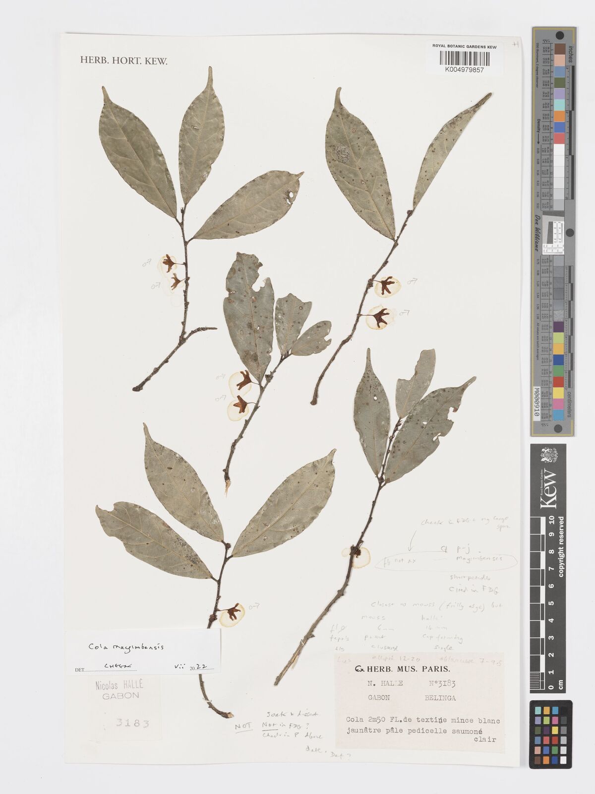 Cola mayimbensis Pellegr. | Plants of the World Online | Kew Science