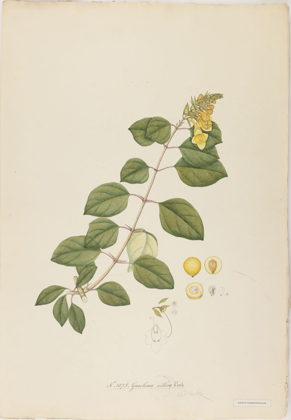 Gmelina elliptica Sm. | Plants of the World Online | Kew Science