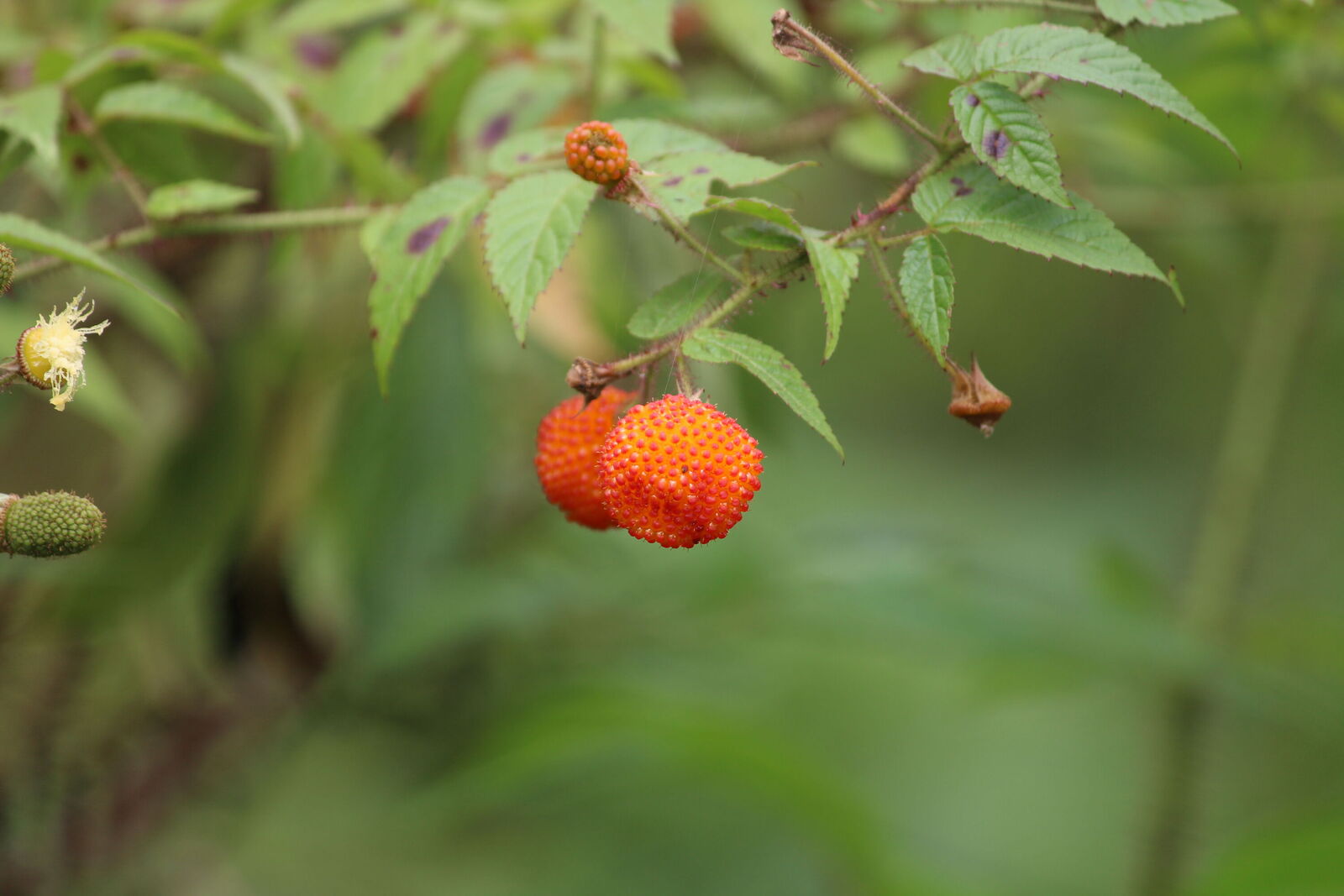 Rubus sumatranus Miq. | Plants of the World Online | Kew Science