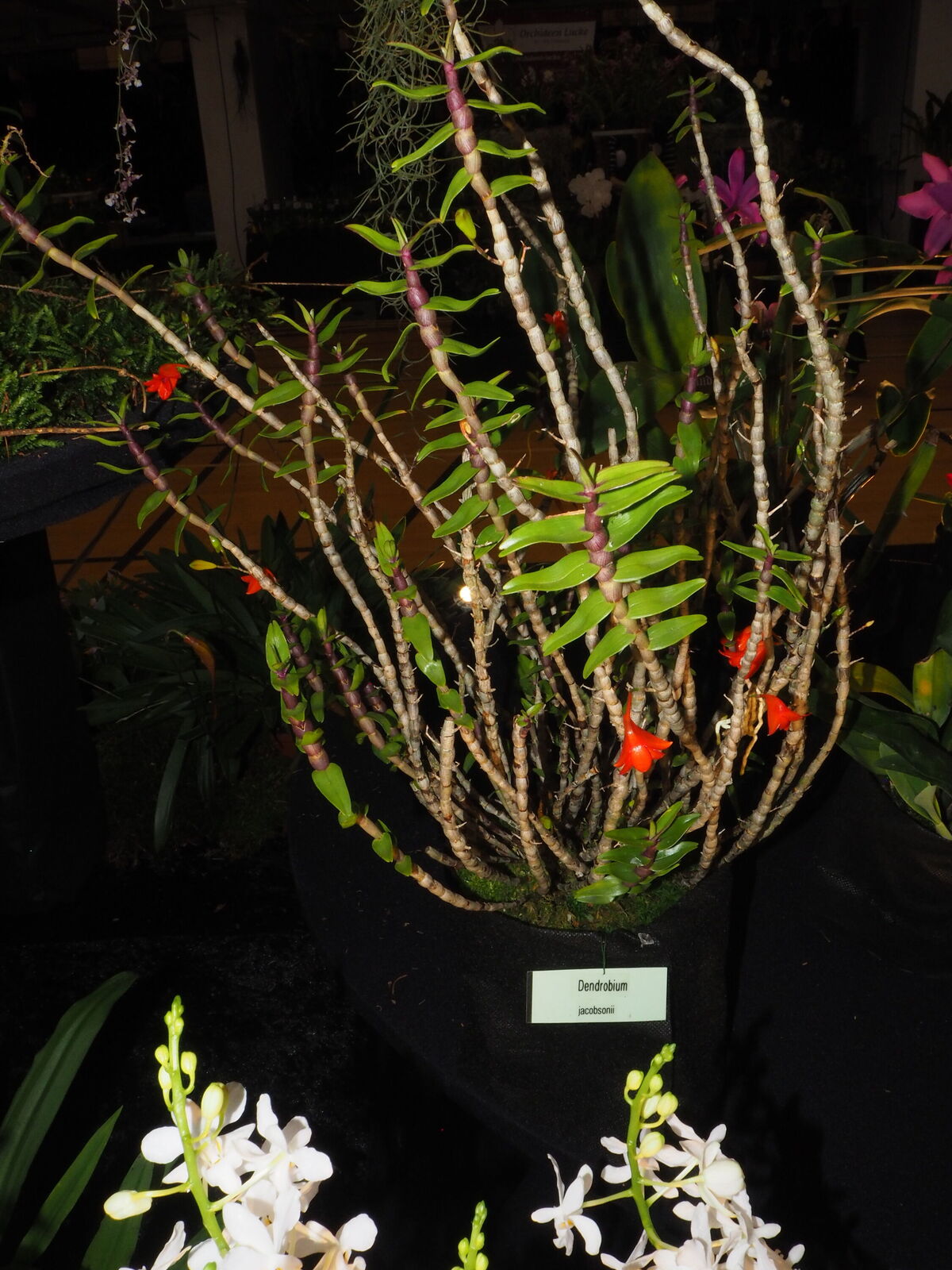 Dendrobium jacobsonii J.J.Sm. | Plants of the World Online | Kew Science