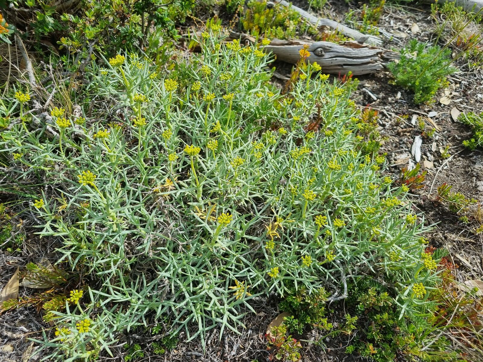 Azorella prolifera (Cav.) G.M.Plunkett & A.N.Nicolas | Plants of the ...