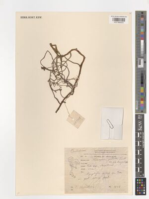 Micropera pallida (Roxb.) Lindl. | Plants of the World Online | Kew Science