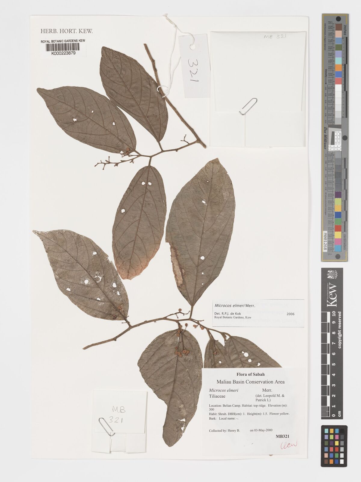 Microcos antidesmifolia var. hirsuta (King) Burret | Plants of the ...