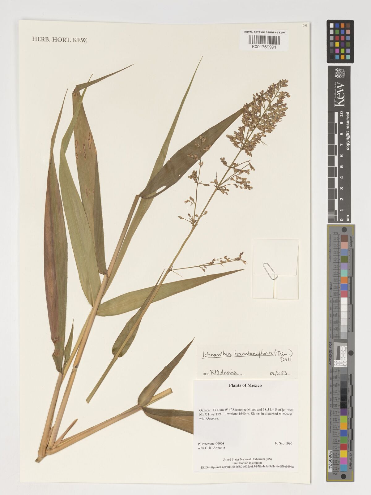 Ichnanthus bambusiflorus (Trin.) Döll | Plants of the World Online ...