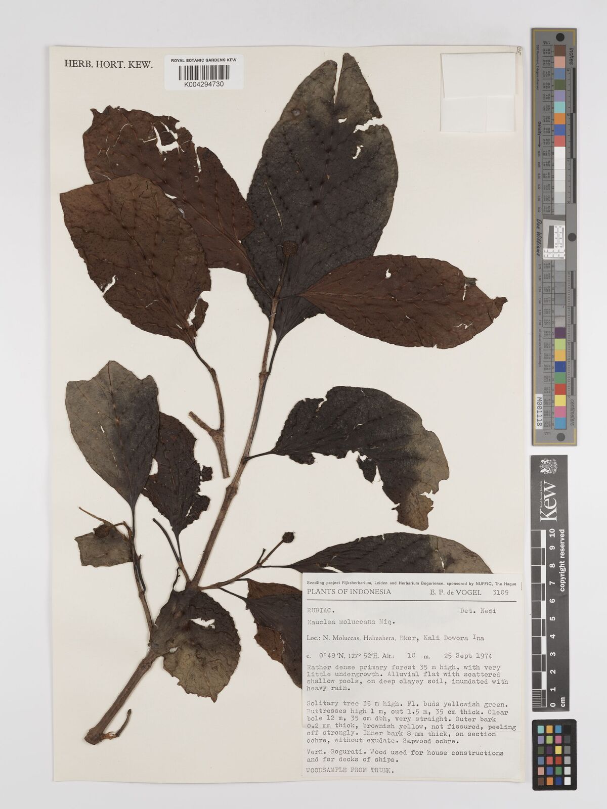 Neonauclea glabra (Roxb.) Bakh.f. & Ridsdale | Plants of the World ...