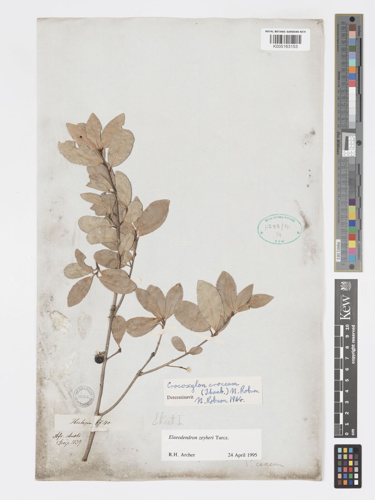 Elaeodendron croceum (Thunb.) DC. | Plants of the World Online | Kew ...