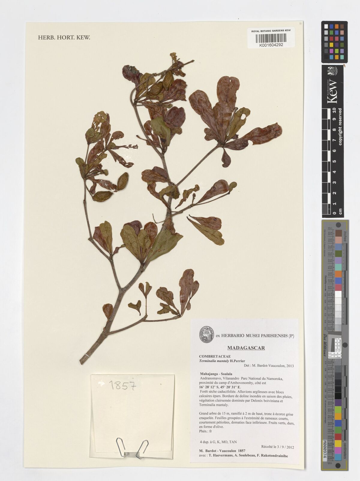 Terminalia mantaly H.Perrier | Plants of the World Online | Kew Science