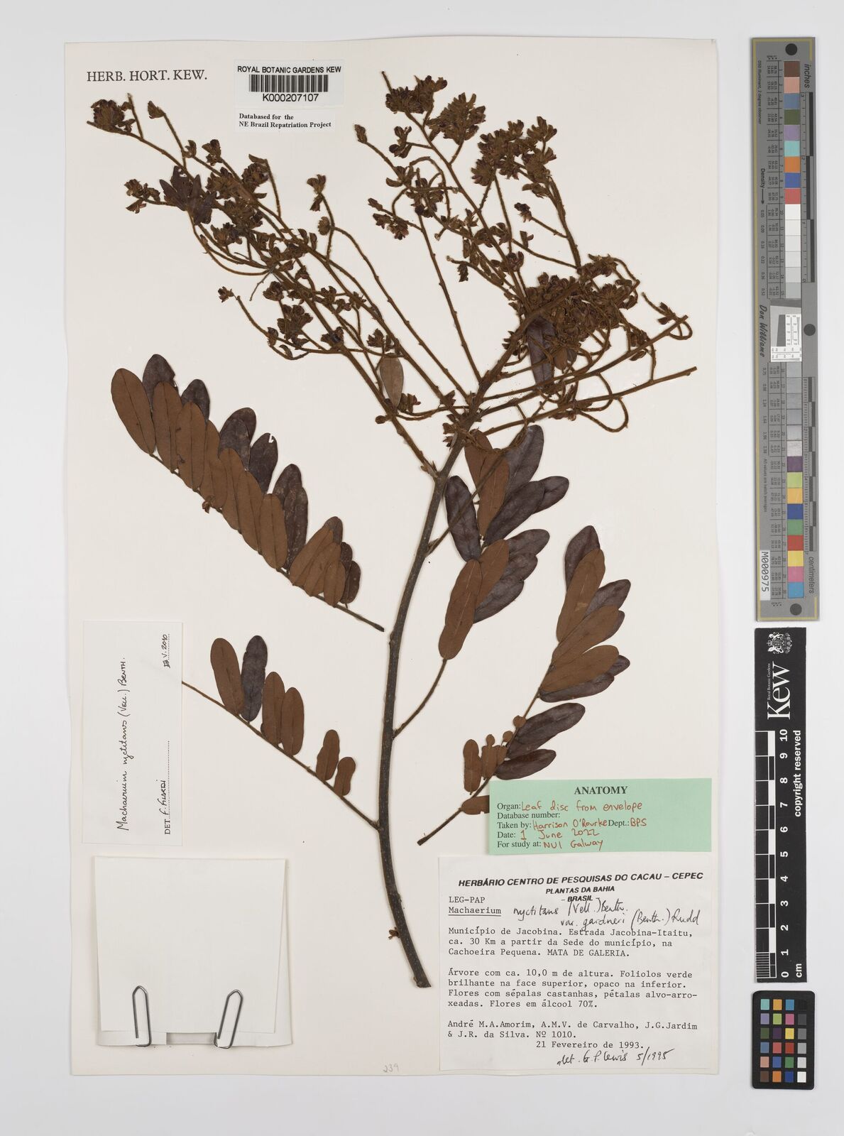Machaerium nyctitans var. gardneri (Benth.) Rudd | Plants of the World ...