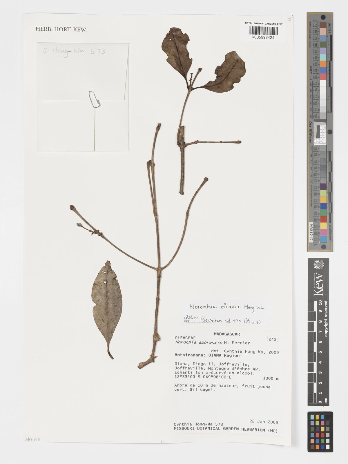 Noronhia olearia Hong-Wa | Plants of the World Online | Kew Science