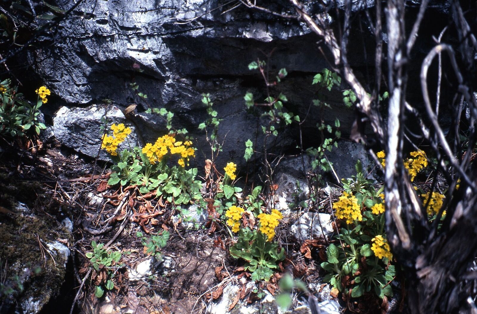Primula bullata var. forrestii (Balf.f.) P.Eveleigh, J.Nielsen & D.W.H ...