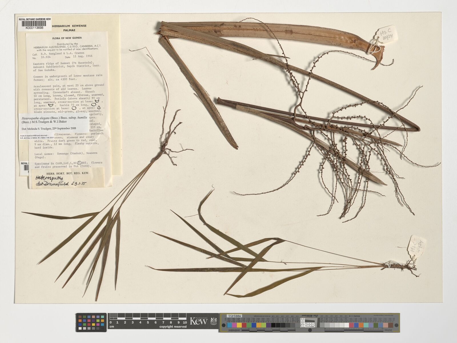 Heterospathe elegans subsp. humilis (Becc.) M.S.Trudgen & W.J.Baker ...