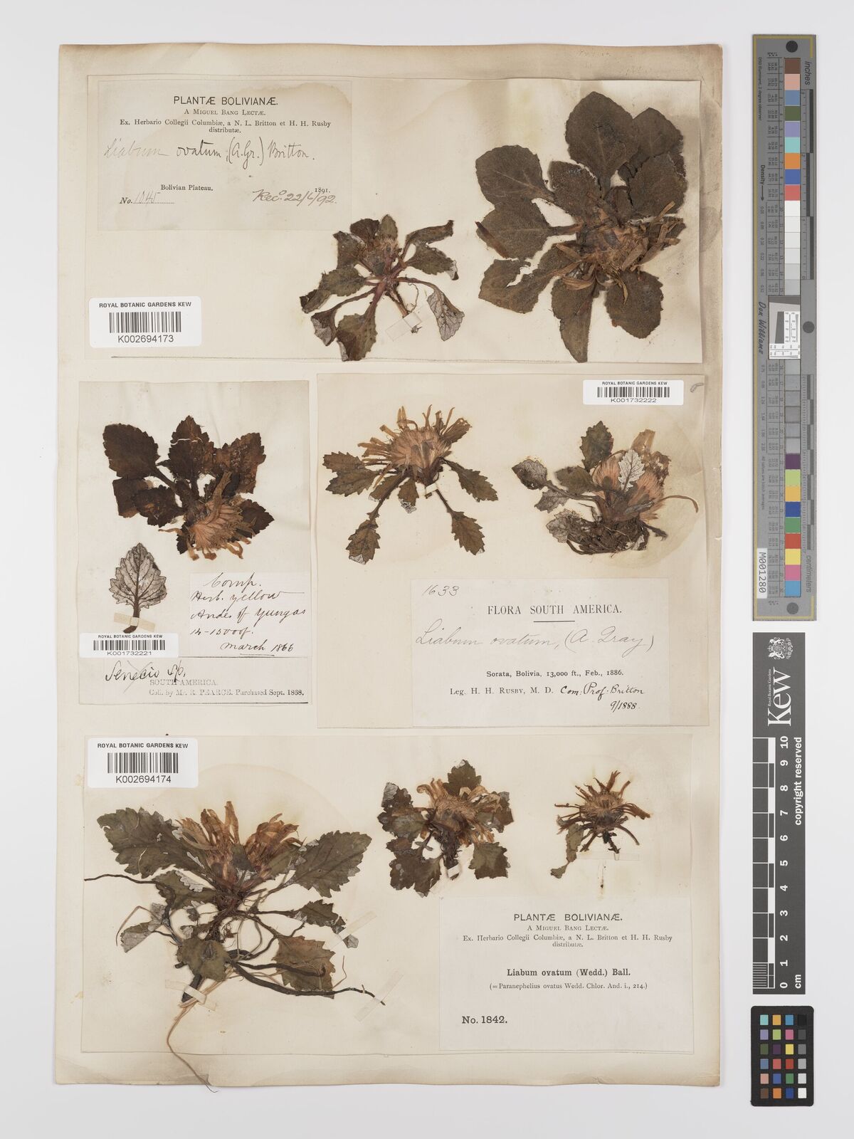 Paranephelius ovatus Wedd. | Plants of the World Online | Kew Science
