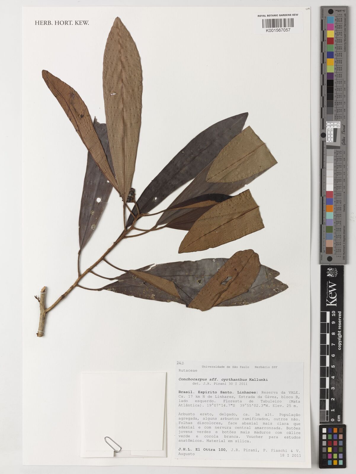 Dryades cyrtantha (Kallunki) Groppo & Kallunki | Plants of the World ...