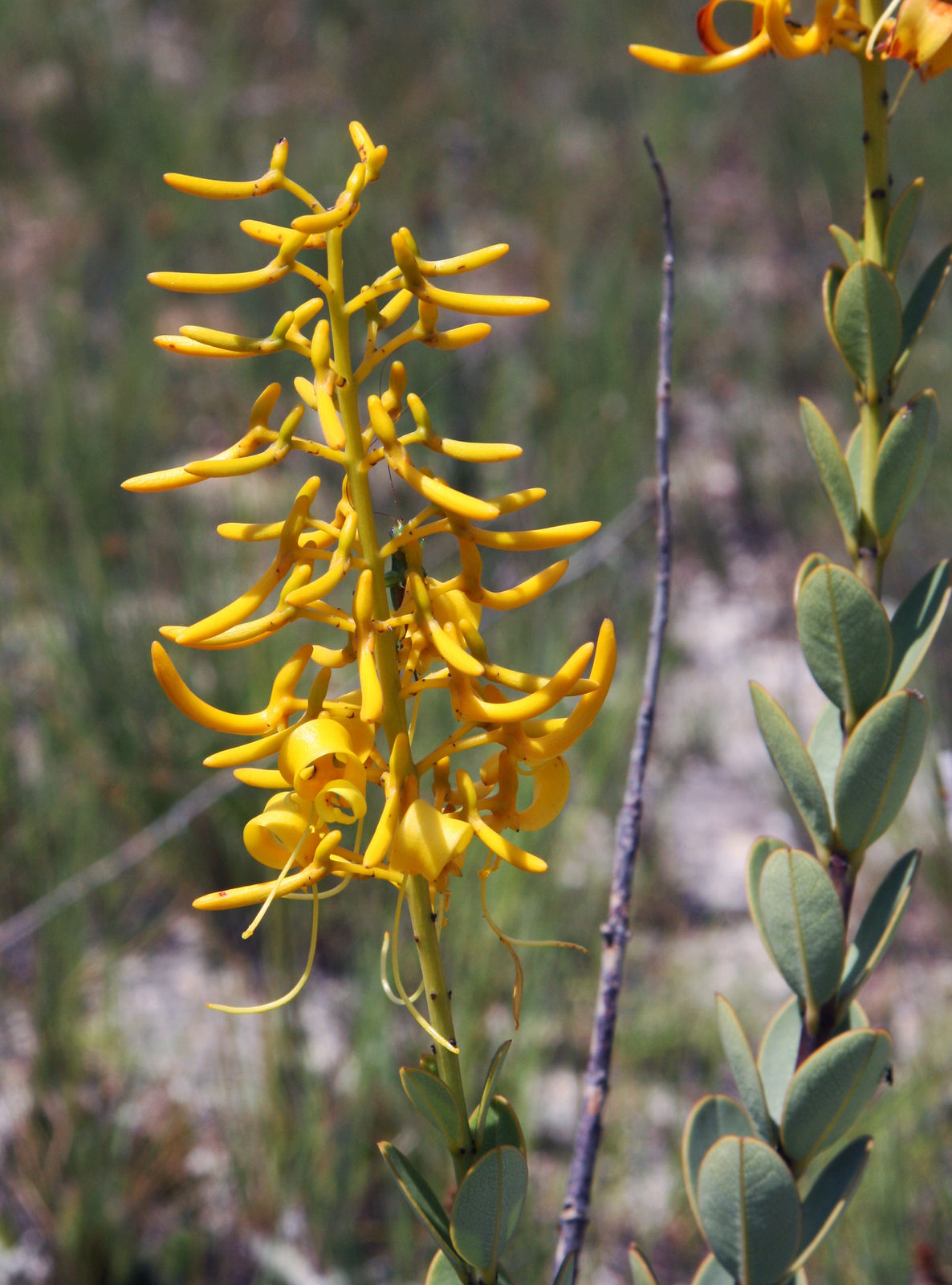 Vochysia pygmaea Bong. | Plants of the World Online | Kew Science