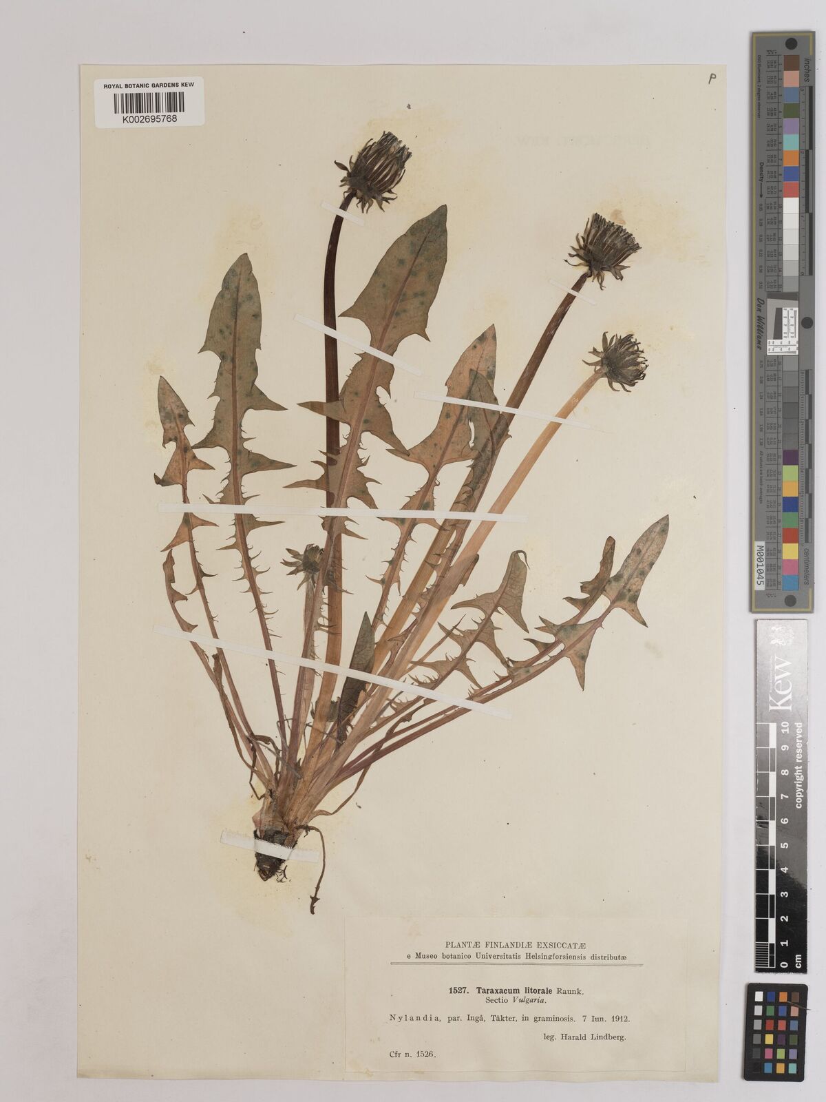 Taraxacum litorale Raunk. | Plants of the World Online | Kew Science