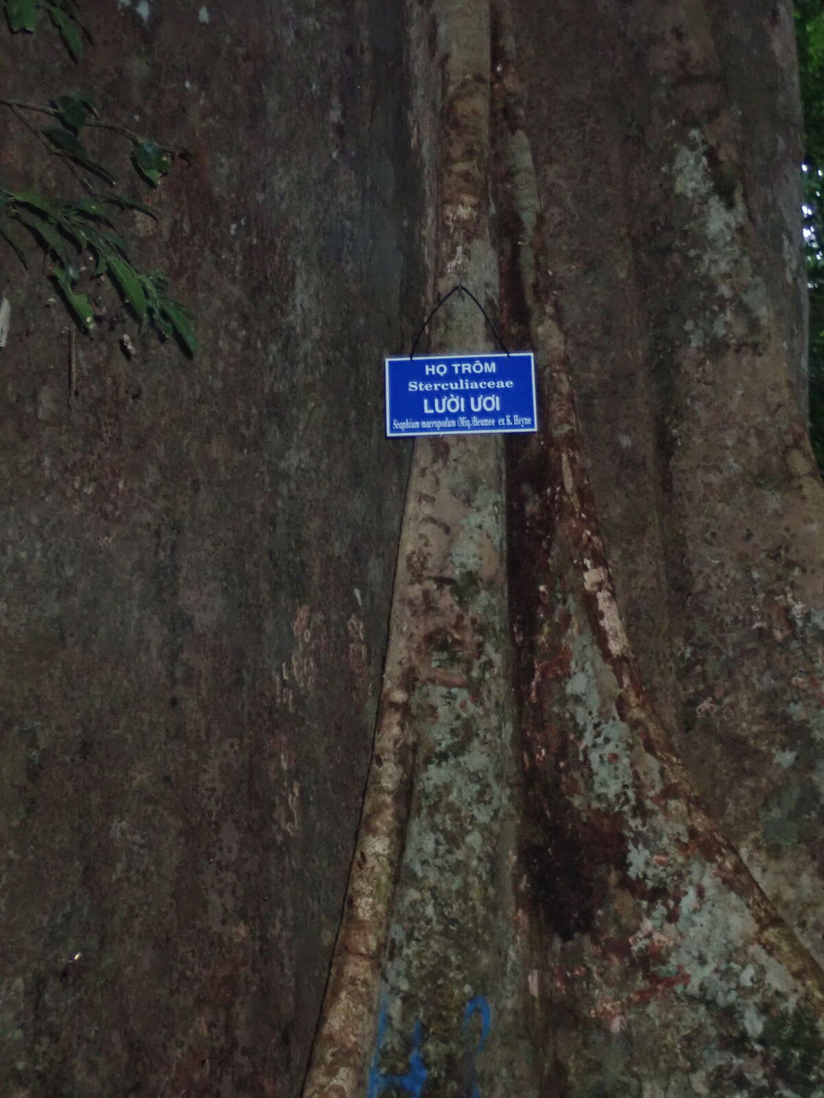 Scaphium affine (Mast.) Pierre | Plants of the World Online | Kew Science