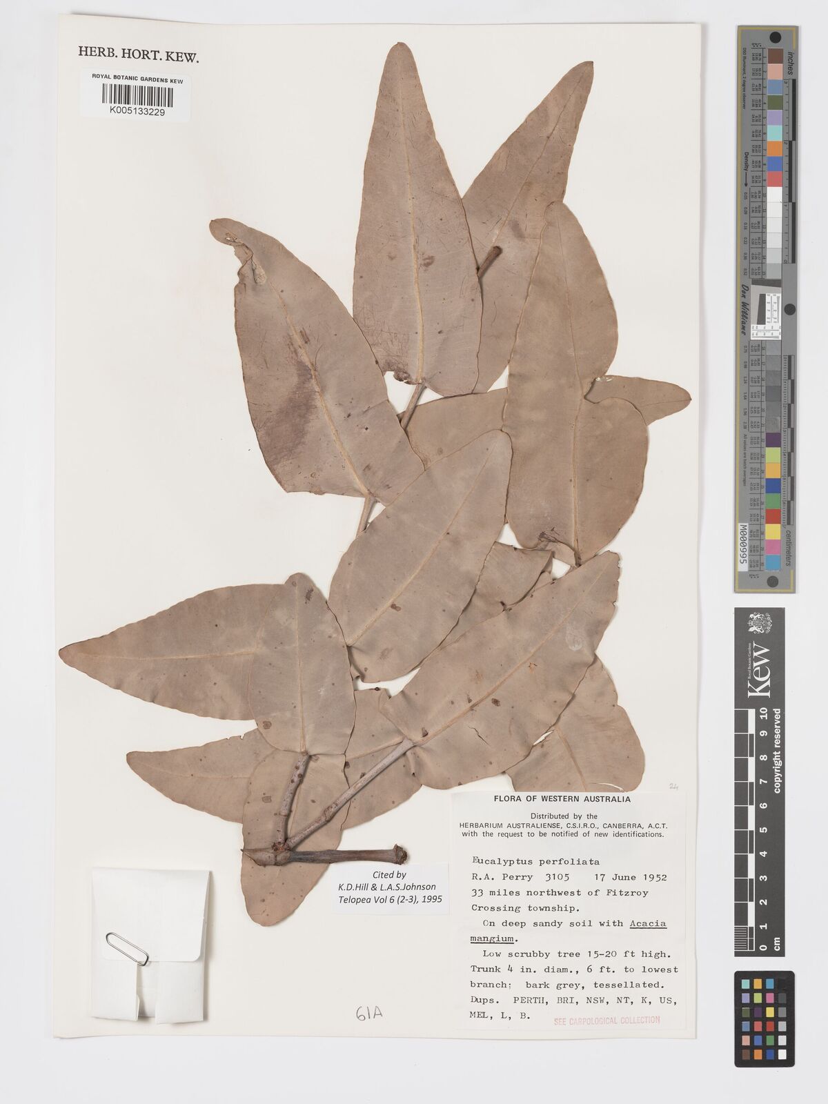 Corymbia cadophora subsp. cadophora | Plants of the World Online | Kew ...