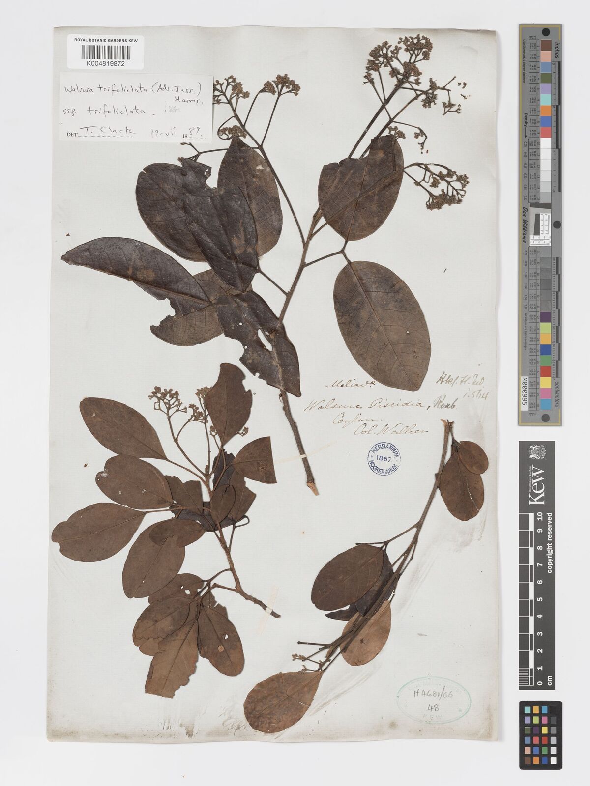 Walsura trifoliolata subsp. trifoliolata | Plants of the World Online ...