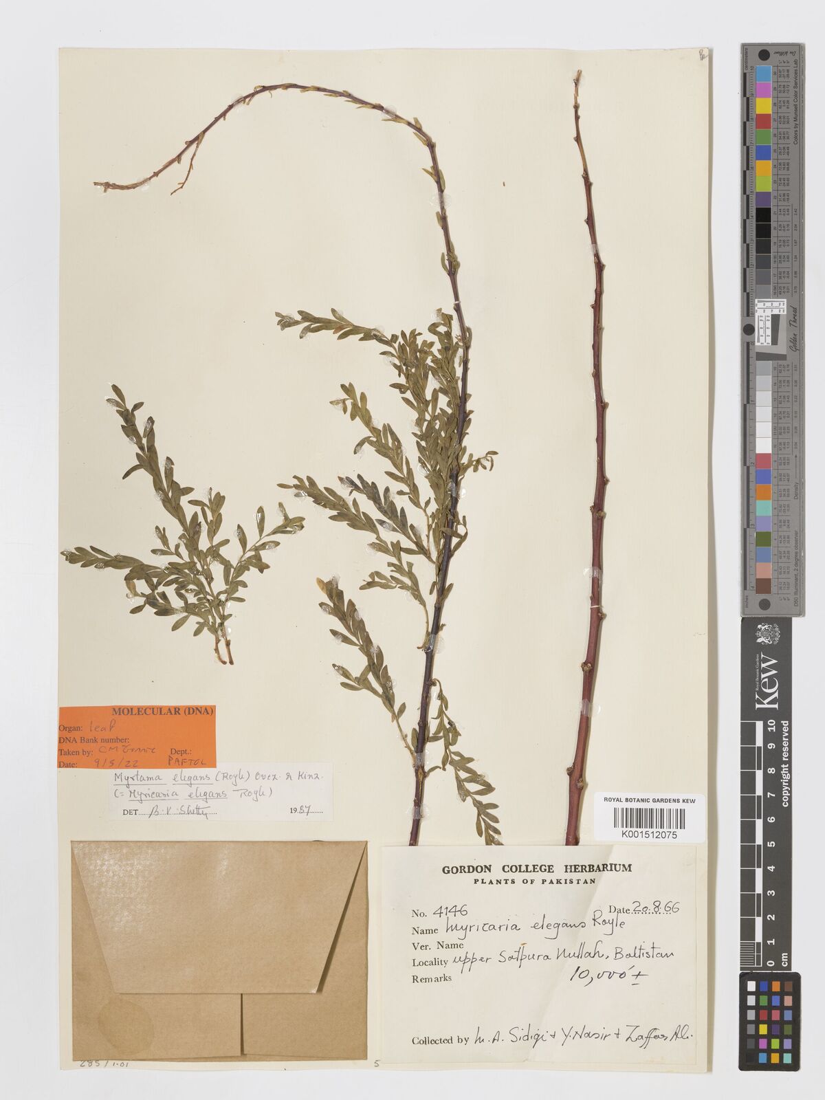 Myrtama elegans (Royle) Ovcz. & Kinzik. | Plants of the World Online ...