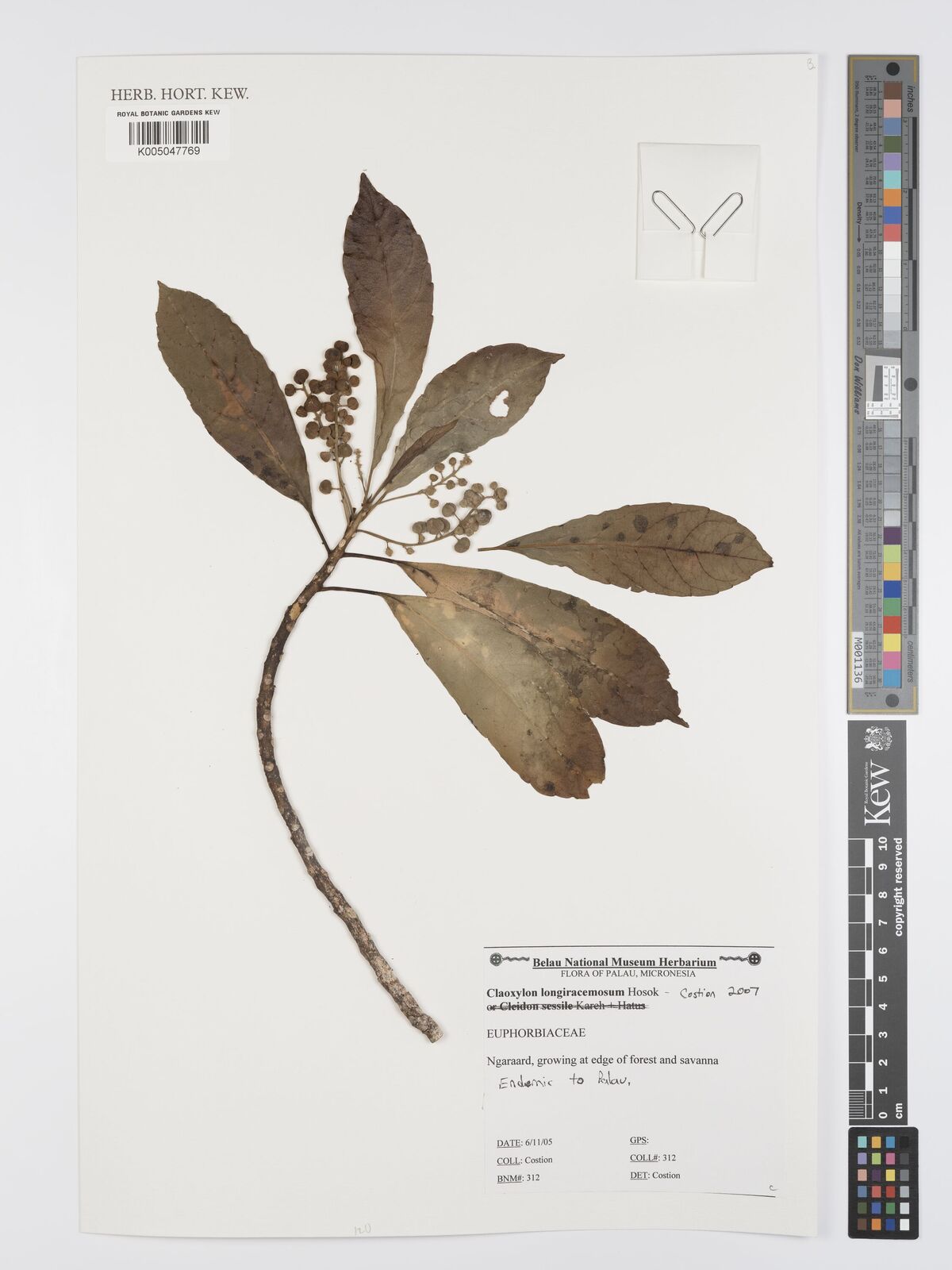 Claoxylon longiracemosum Hosok. | Plants of the World Online | Kew Science