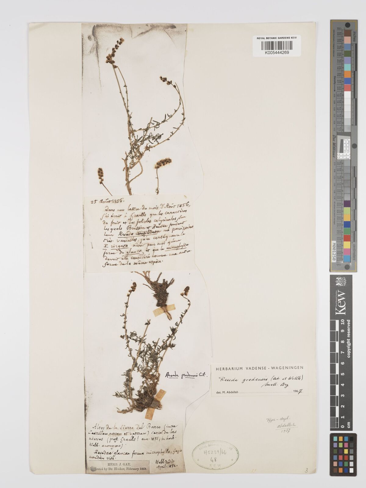 Reseda gredensis (Cutanda & Willk.) Müll.Arg. | Plants of the World ...