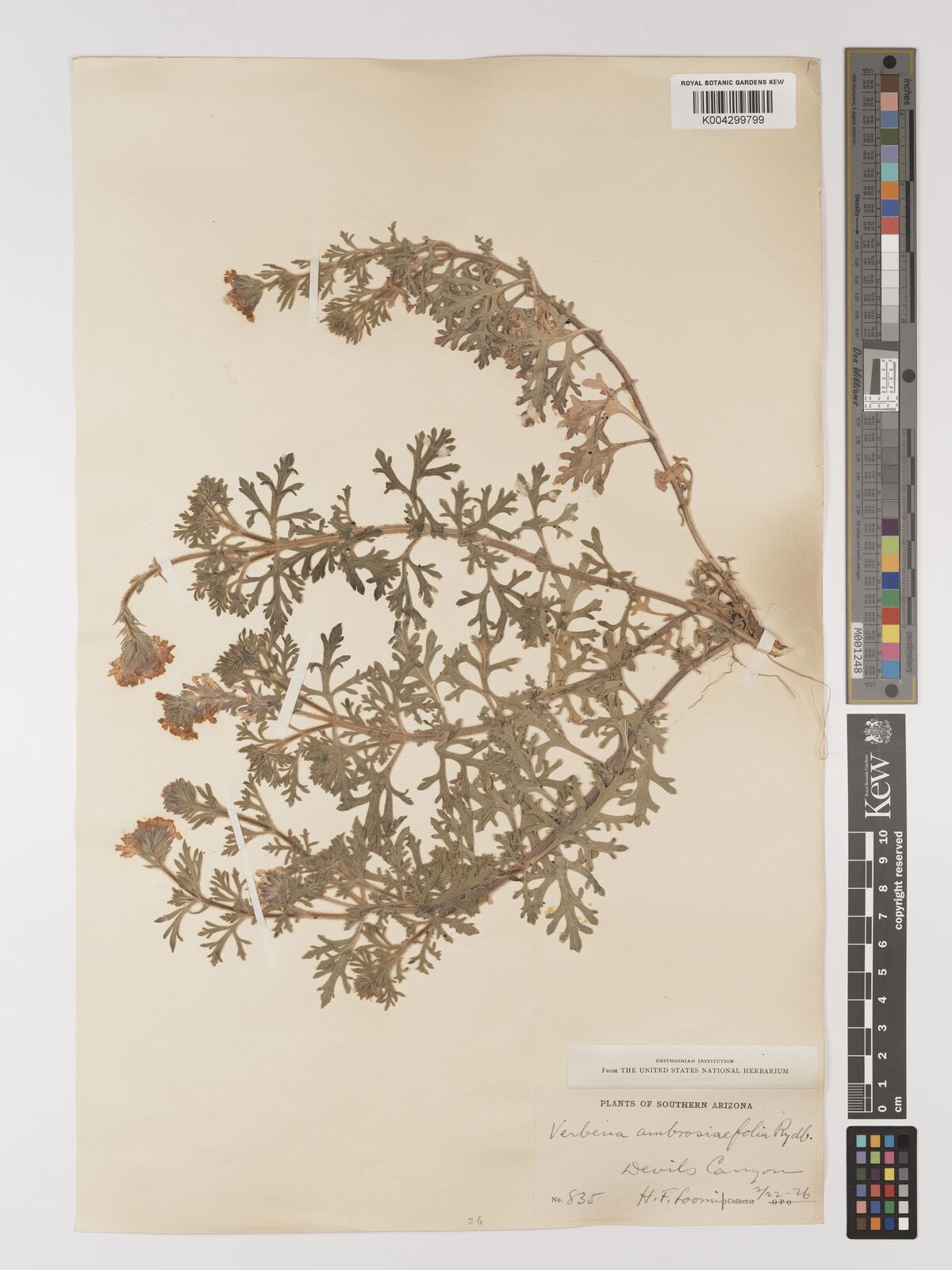 Glandularia wrightii (A.Gray) Umber | Plants of the World Online | Kew ...