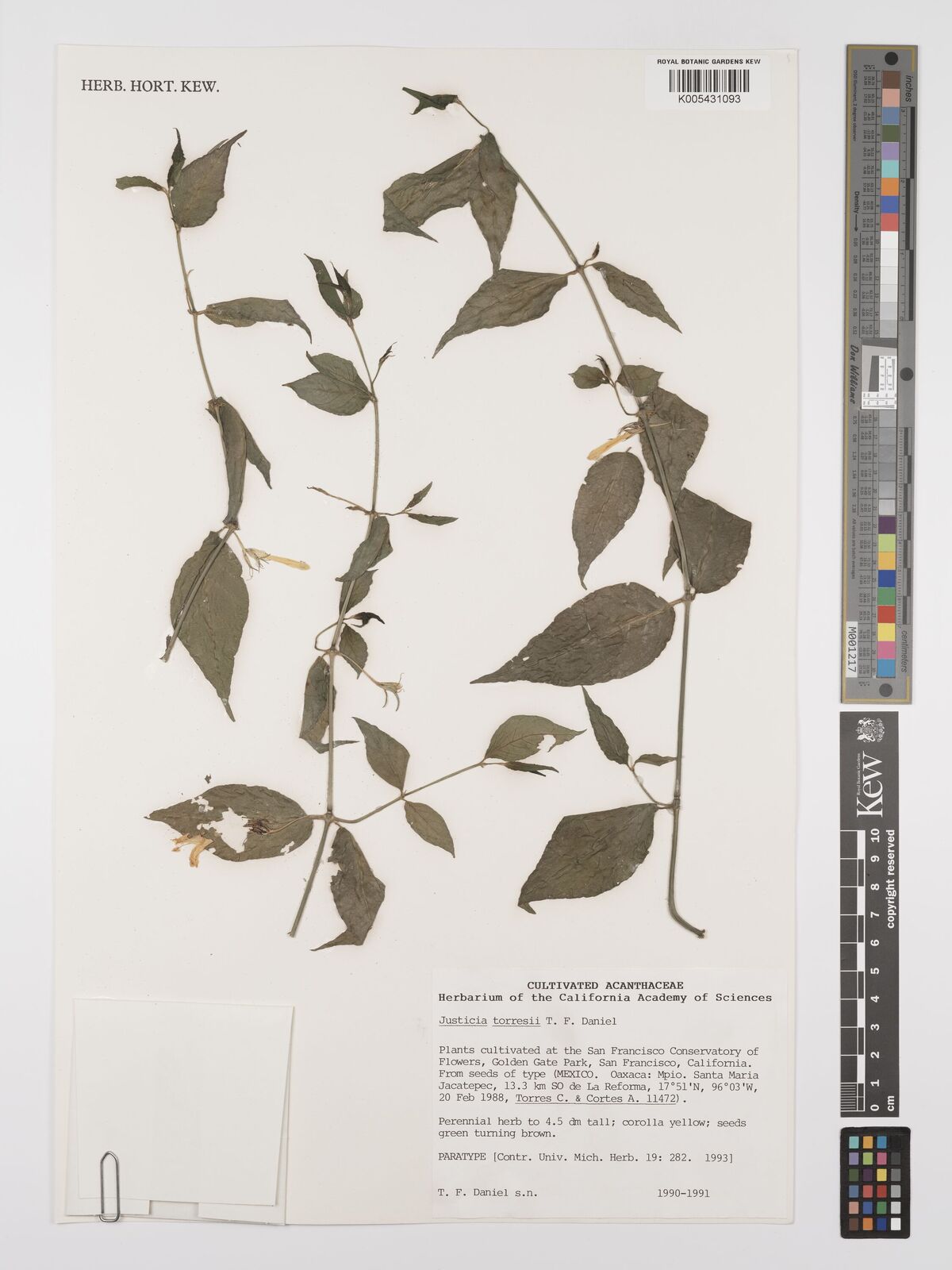 Justicia torresii T.F.Daniel | Plants of the World Online | Kew Science