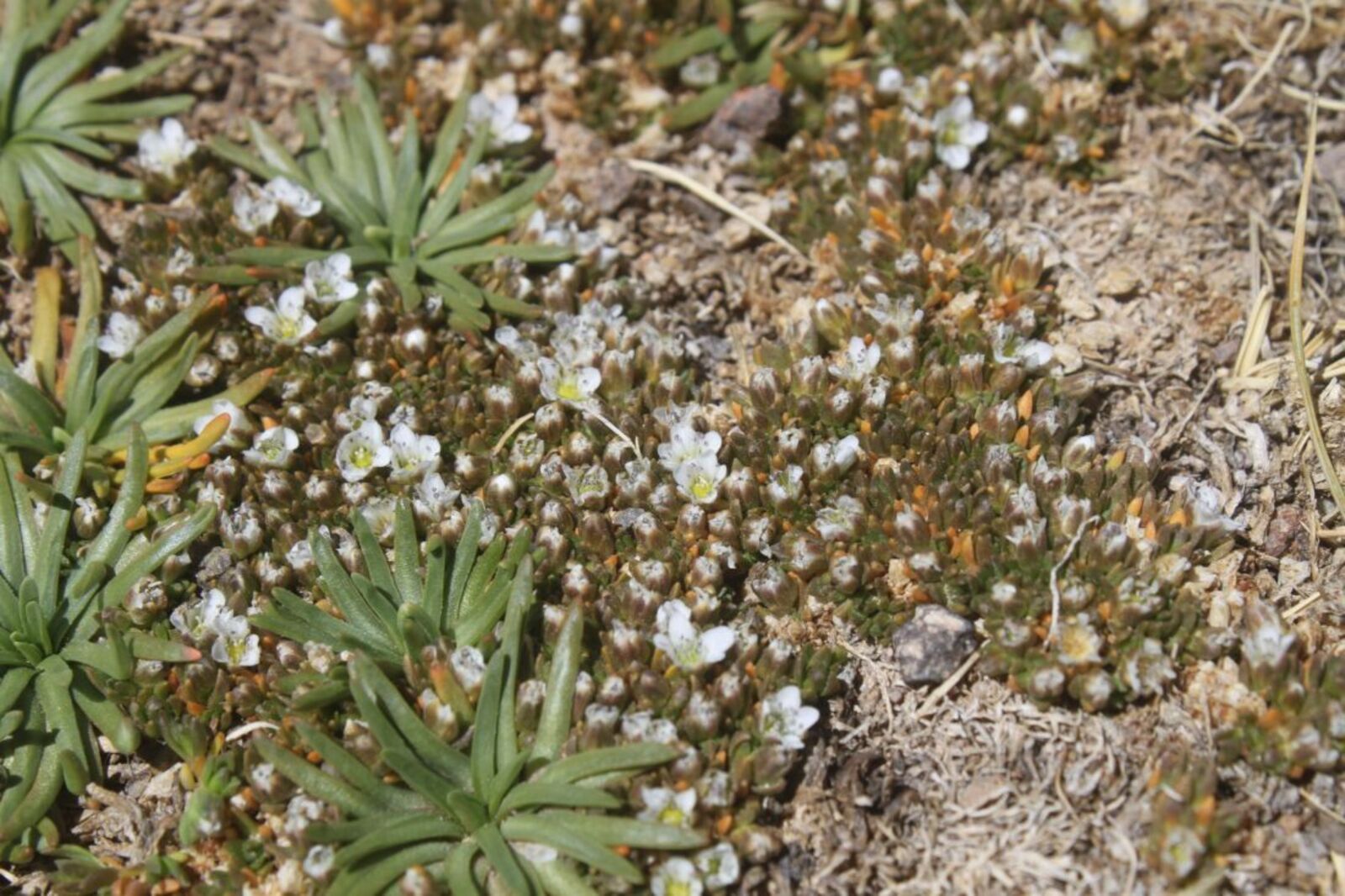 Arenaria rivularis Phil. | Plants of the World Online | Kew Science